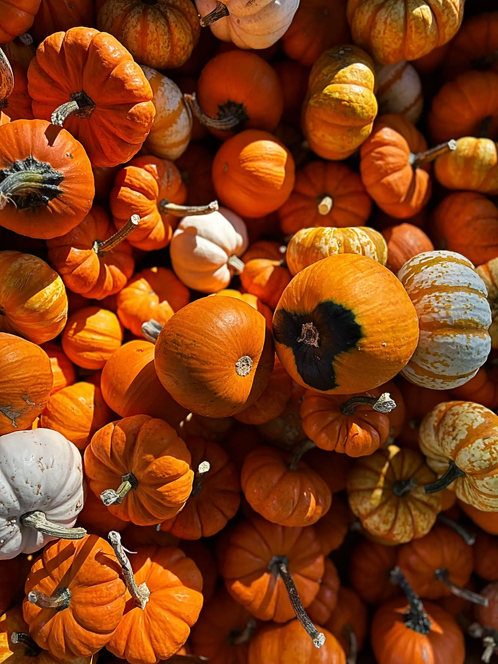 All Things Pumpkin fallvib Gallery Posted By Valerie Kent Lemon8 all-things-pumpkin-fallvib-gallery-posted-by-valerie-kent-lemon8