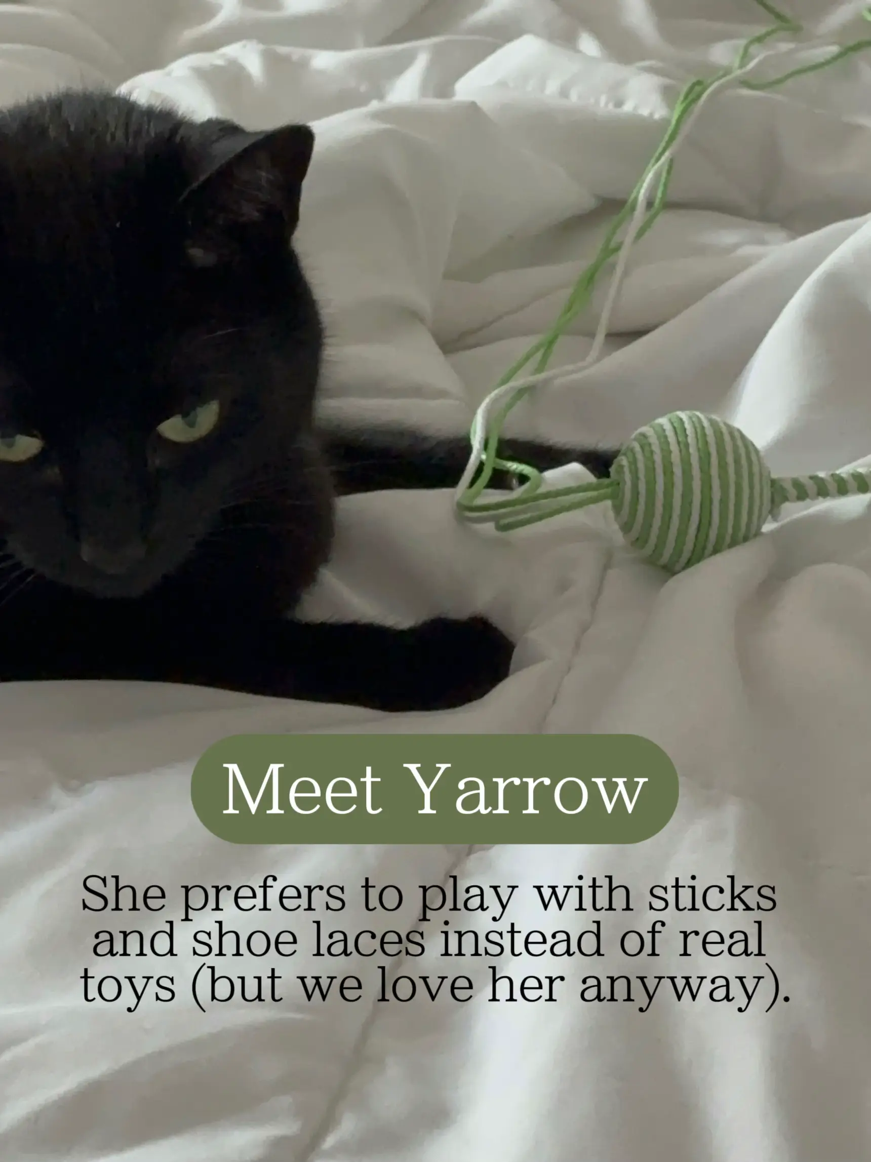 “The last cat toy you’ll buy!” | Gallery posted by Aubree | Lemon8