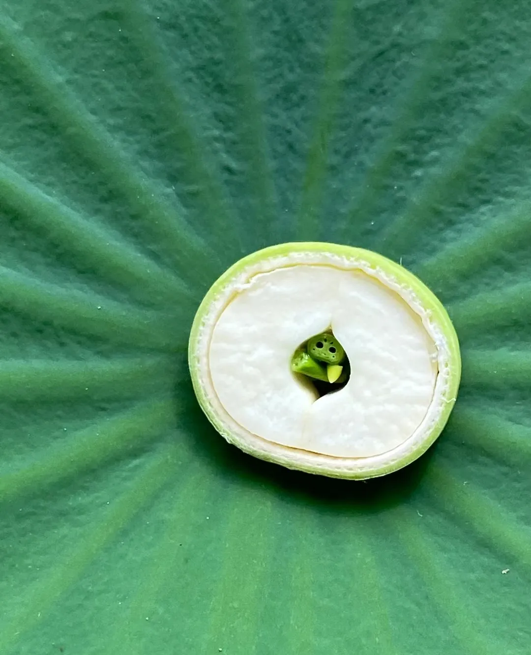 Lotus Root Dolls Hidden In Lotus Seeds! | Gallery posted by lilfennie | Lemon8