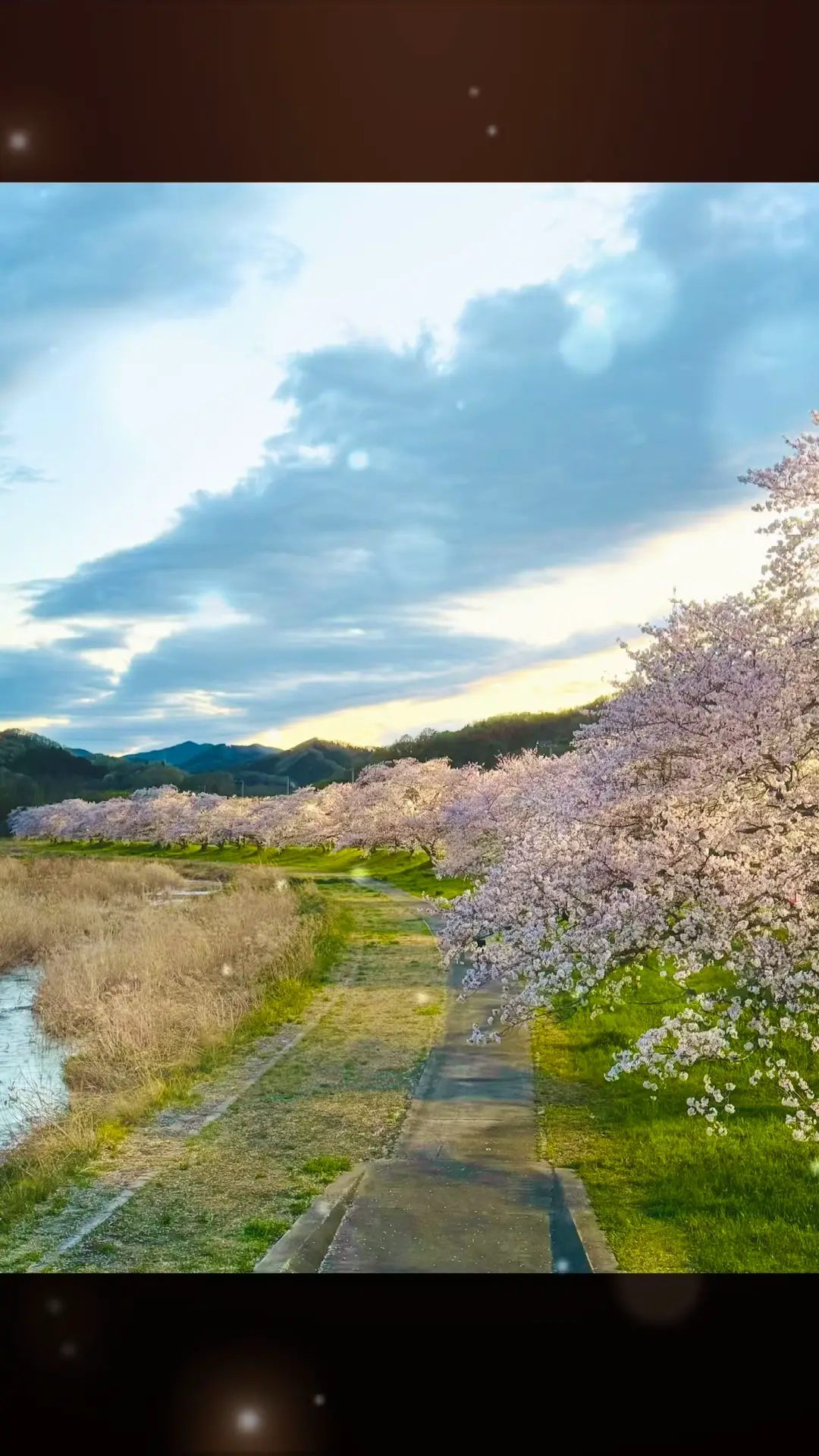 Eryu Qianben Sakura🌸 | วิดีโอที่เผยแพร่โดย 鶴ヶ谷郁夫 | Lemon8