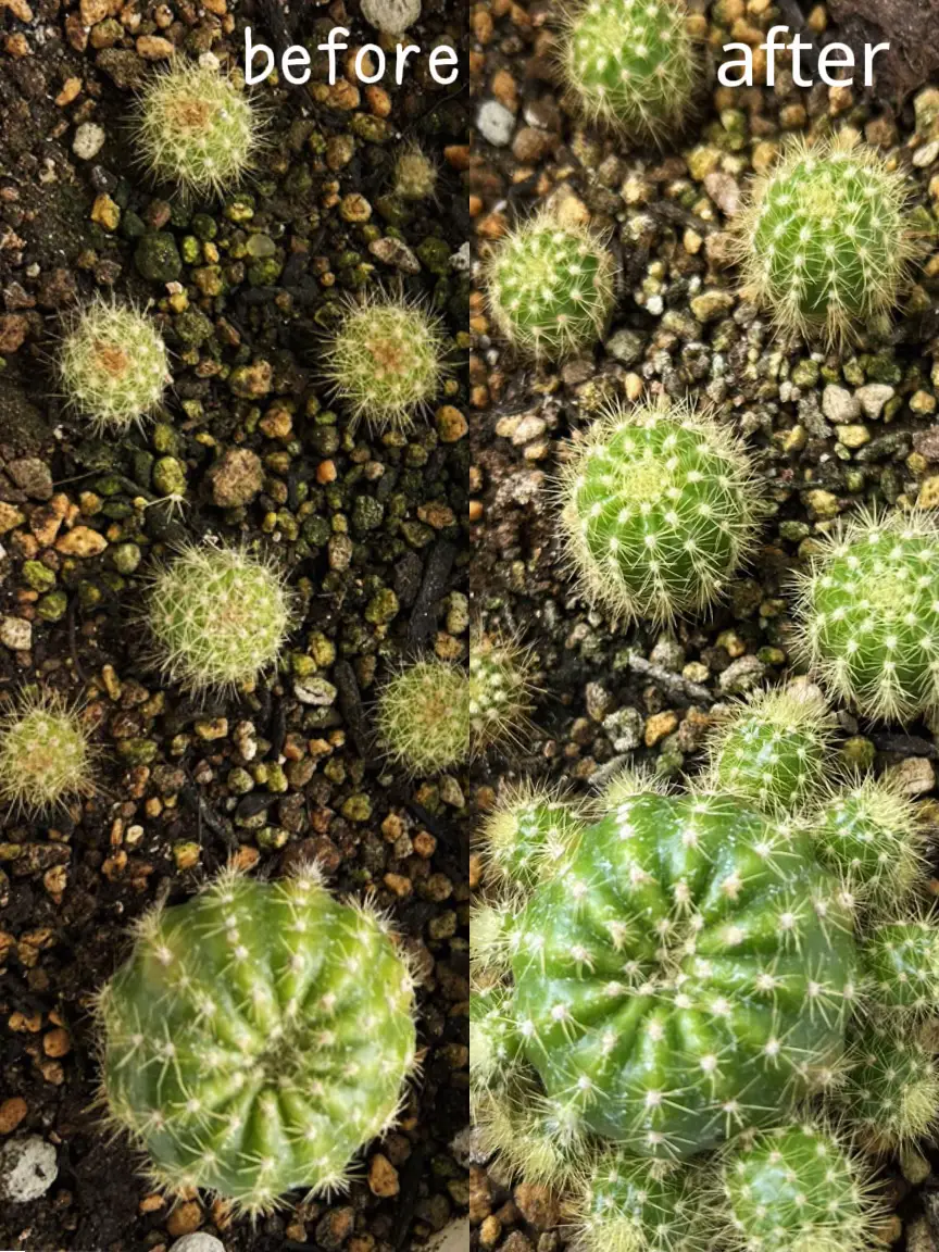 [กระบองเพชร] ไดอารี่การเจริญเติบโตของพืช🌵 | แกลเลอรีที่โพสต์โดย Arinomama | Lemon8