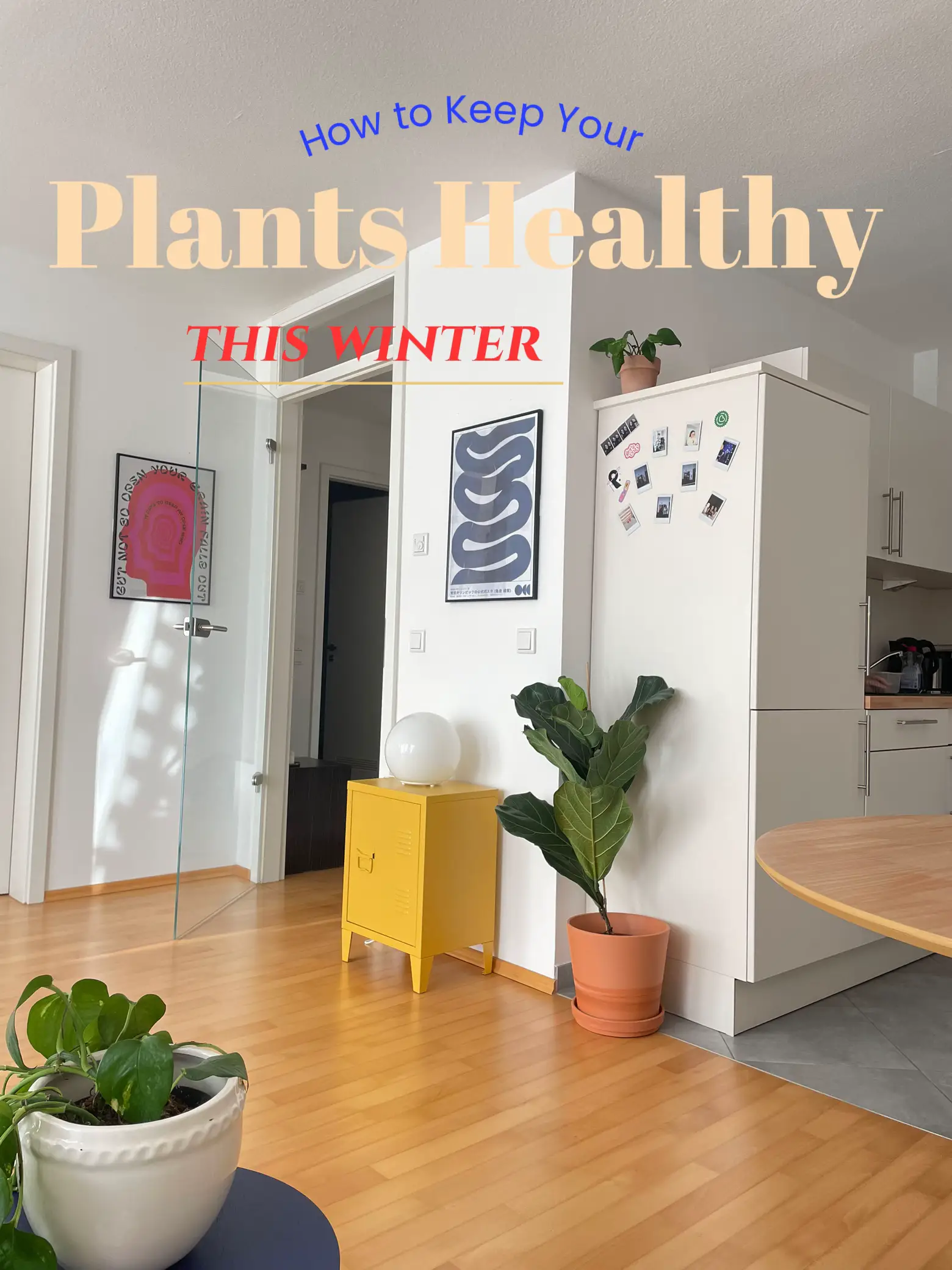 how to keep your plants healthy this winter 🪴 | แกลเลอรีที่โพสต์โดย Ochuko_ar | Lemon8