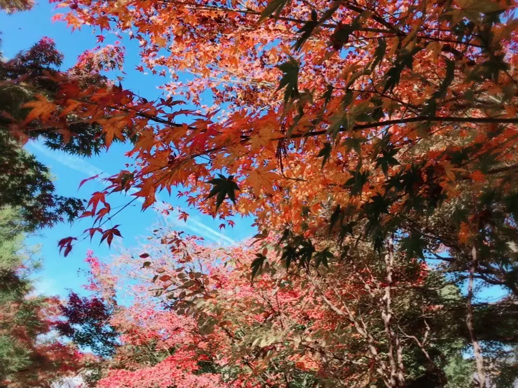 あき | nyan_chuが投稿したフォトブック | Lemon8