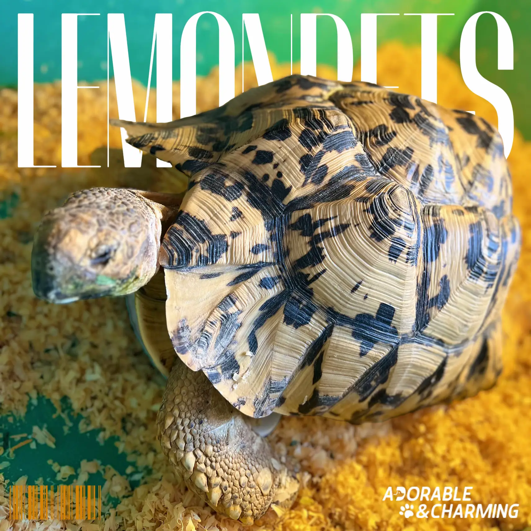 リクガメ | OKAJUNが投稿したフォトブック | Lemon8