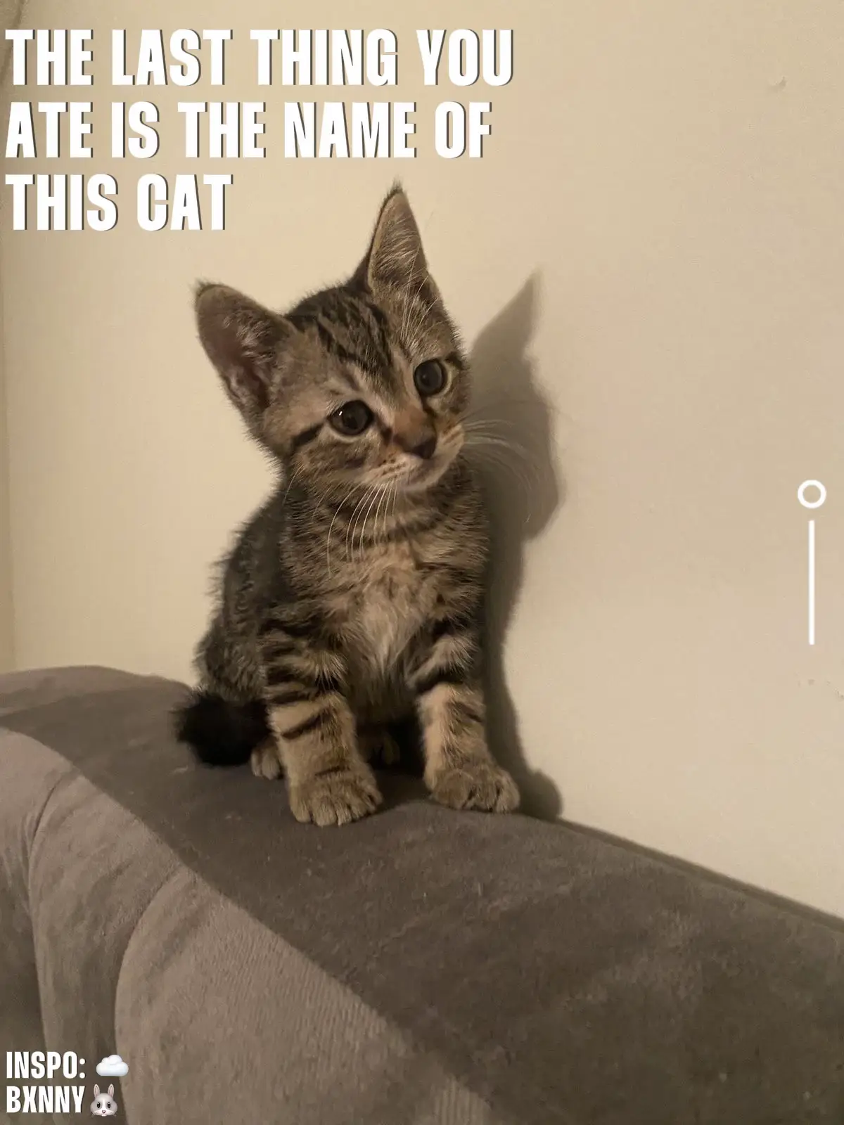 THE LAST THING YOU ATE IS THE NAME OF THIS CAT | Gallery posted by 👑 ...