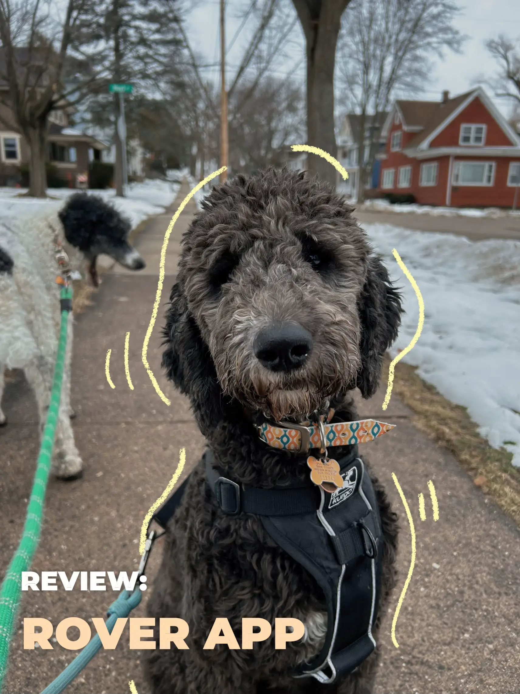 Rover Dog Walking App Review: $180 in 2 Weeks!🐾 | Gallery posted by Max ...