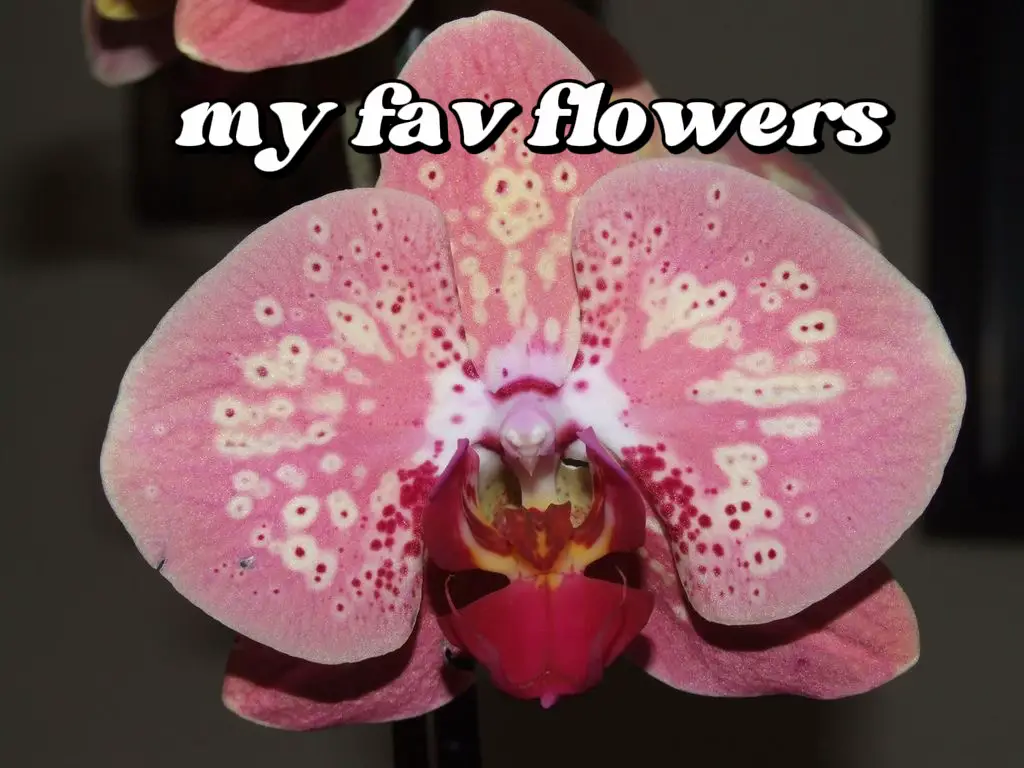 my fav flowers | Gallery posted by kylie :3 | Lemon8