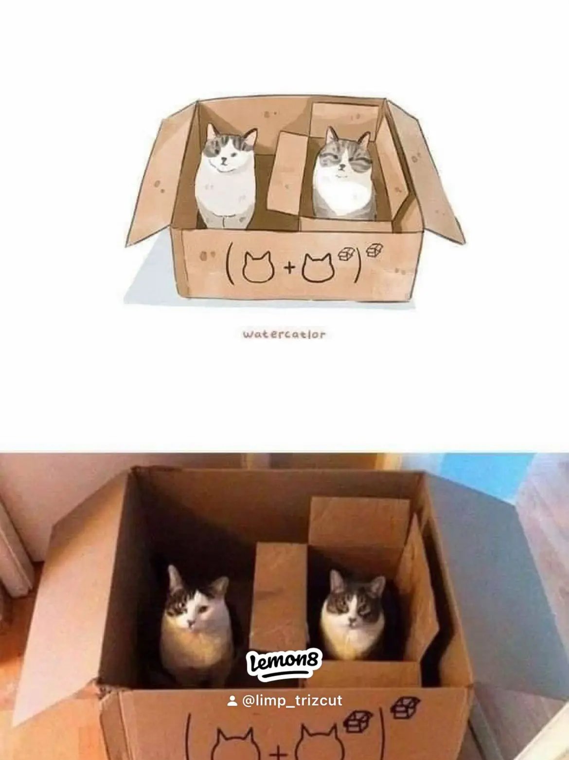 Cat Pfp Funny - Lemon8 Search