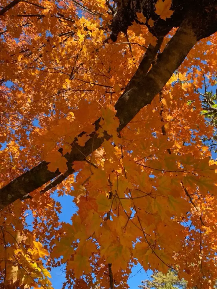 Fall inspired- Pinterest | Gallery posted by Livs | Lemon8