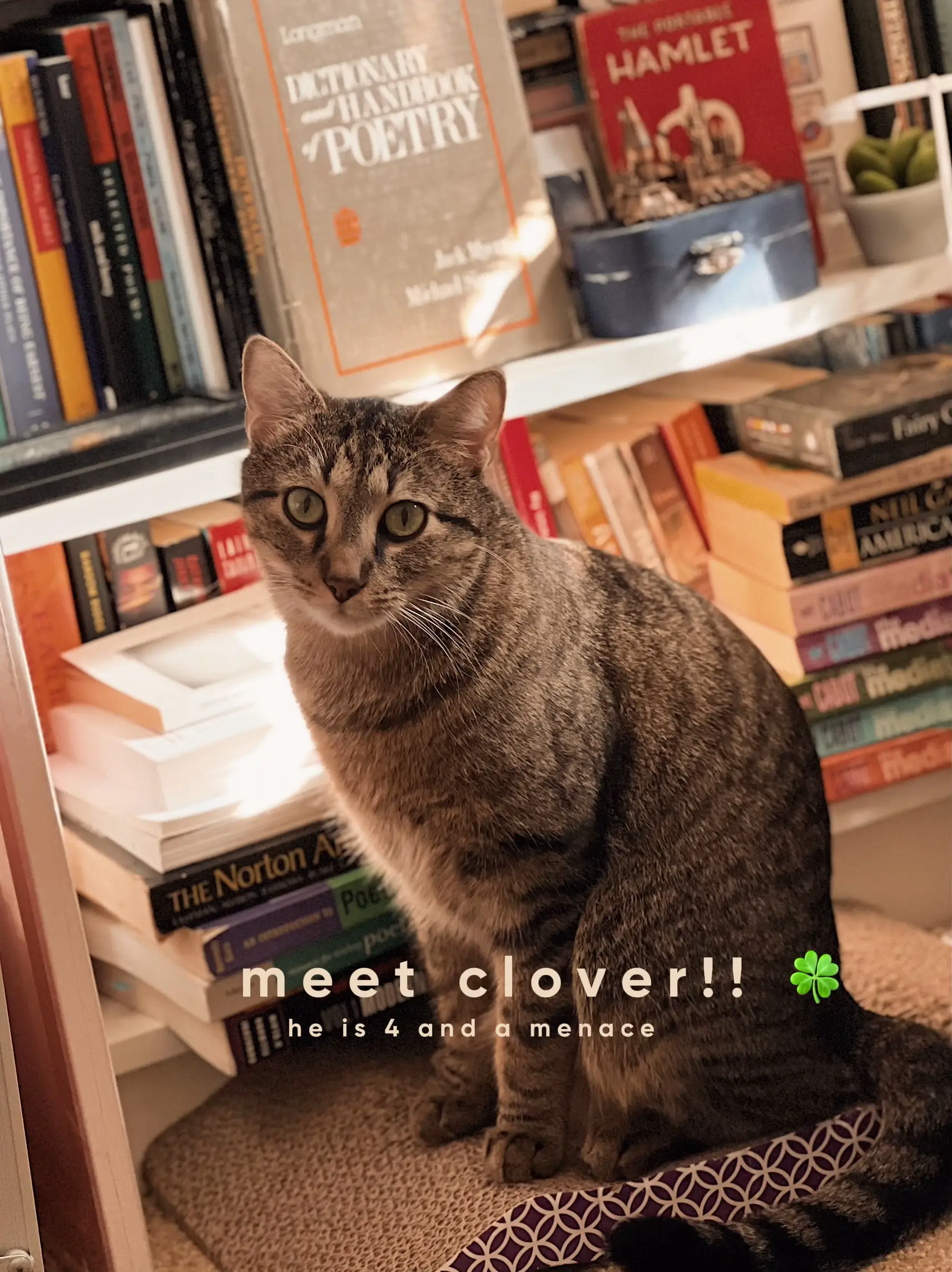 hello lemon8! | แกลเลอรีที่โพสต์โดย flowersight | Lemon8