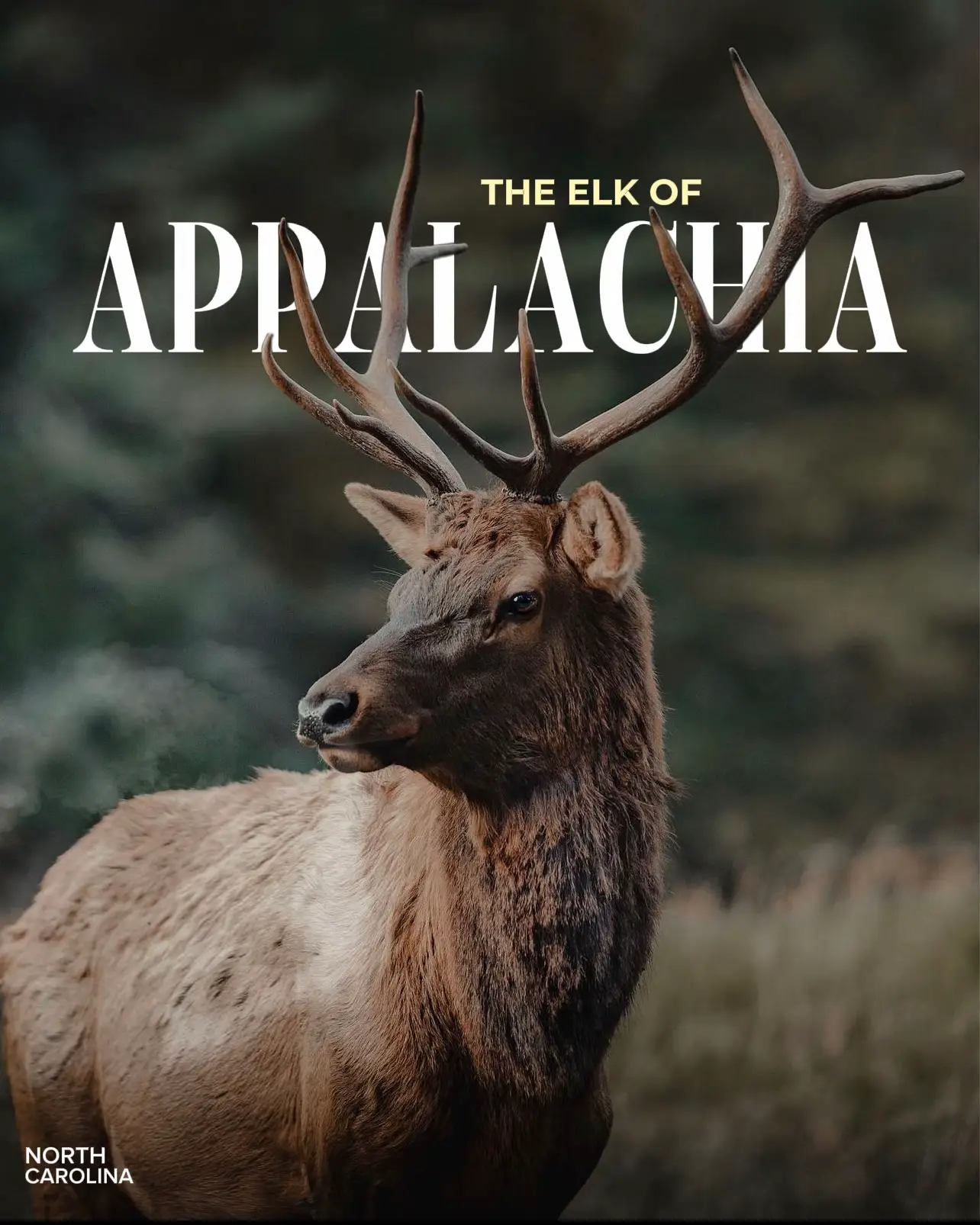 🦌The Elk of Appalachia🍁 | แกลเลอรีที่โพสต์โดย cfdanner | Lemon8