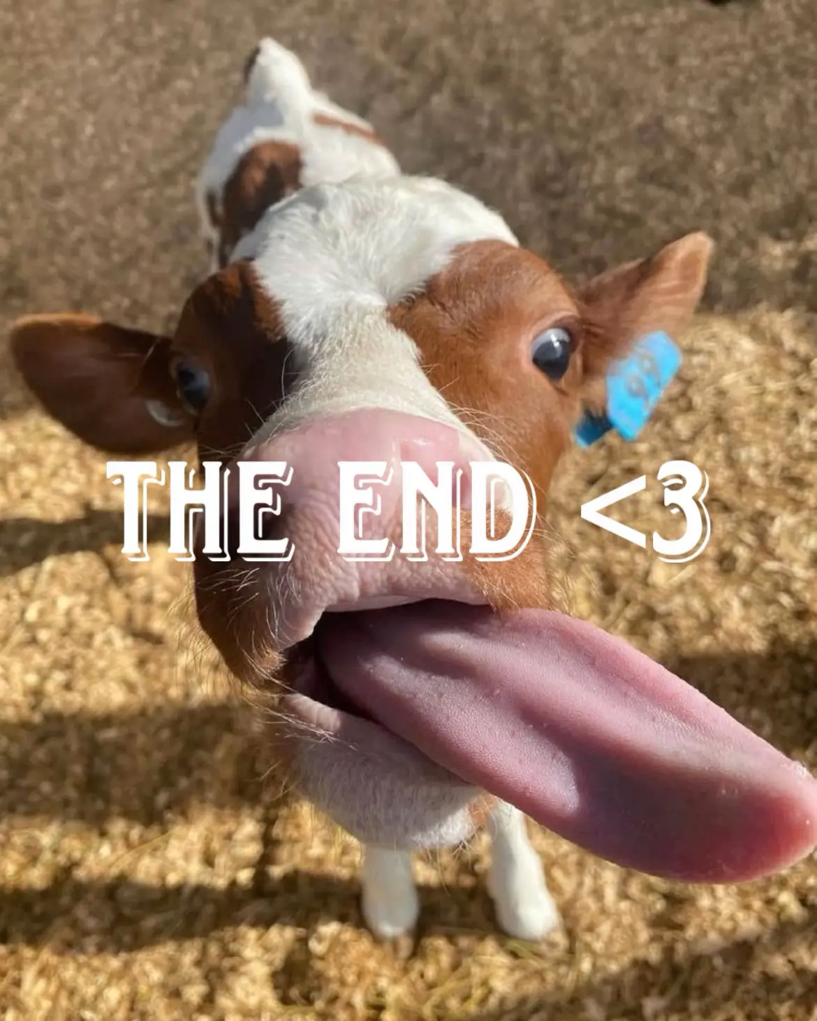 Cow Pics from Pinterest 📌 | แกลเลอรีที่โพสต์โดย kxxxa | Lemon8