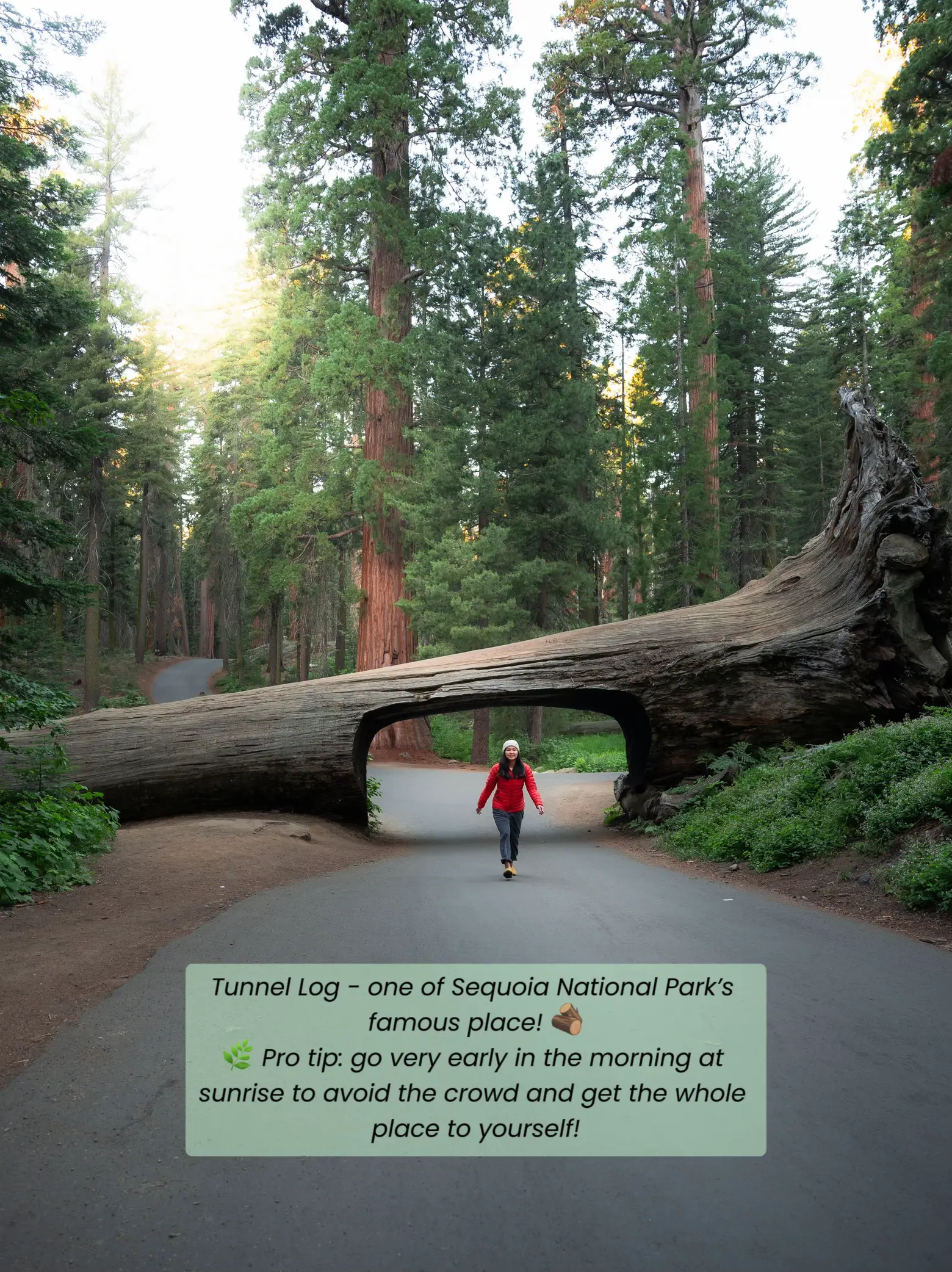 Sequoia National Park Must-see! | แกลเลอรีที่โพสต์โดย GiGi | Lemon8