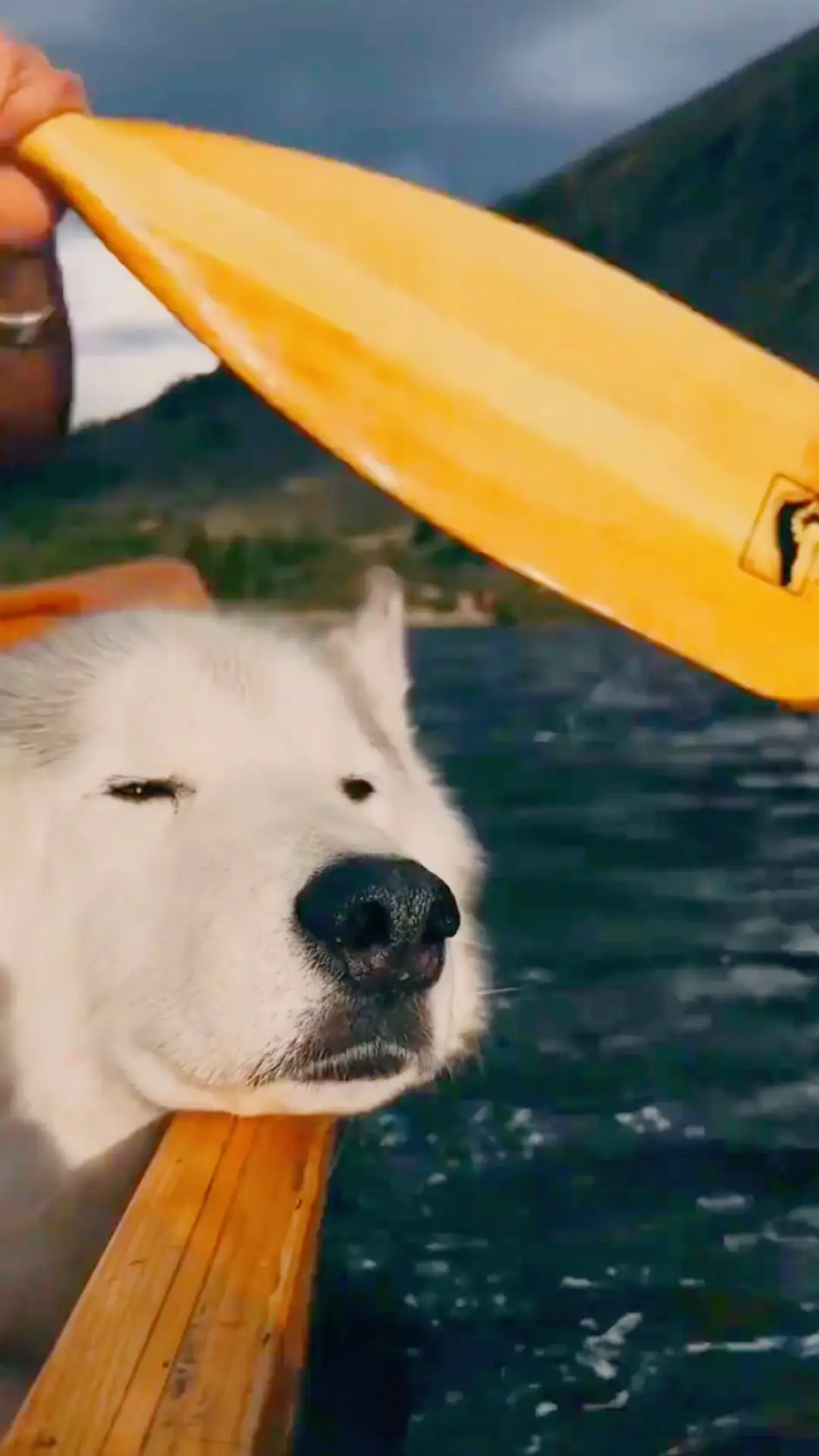 sth on his mind？ | Video published by Cute pets | Lemon8