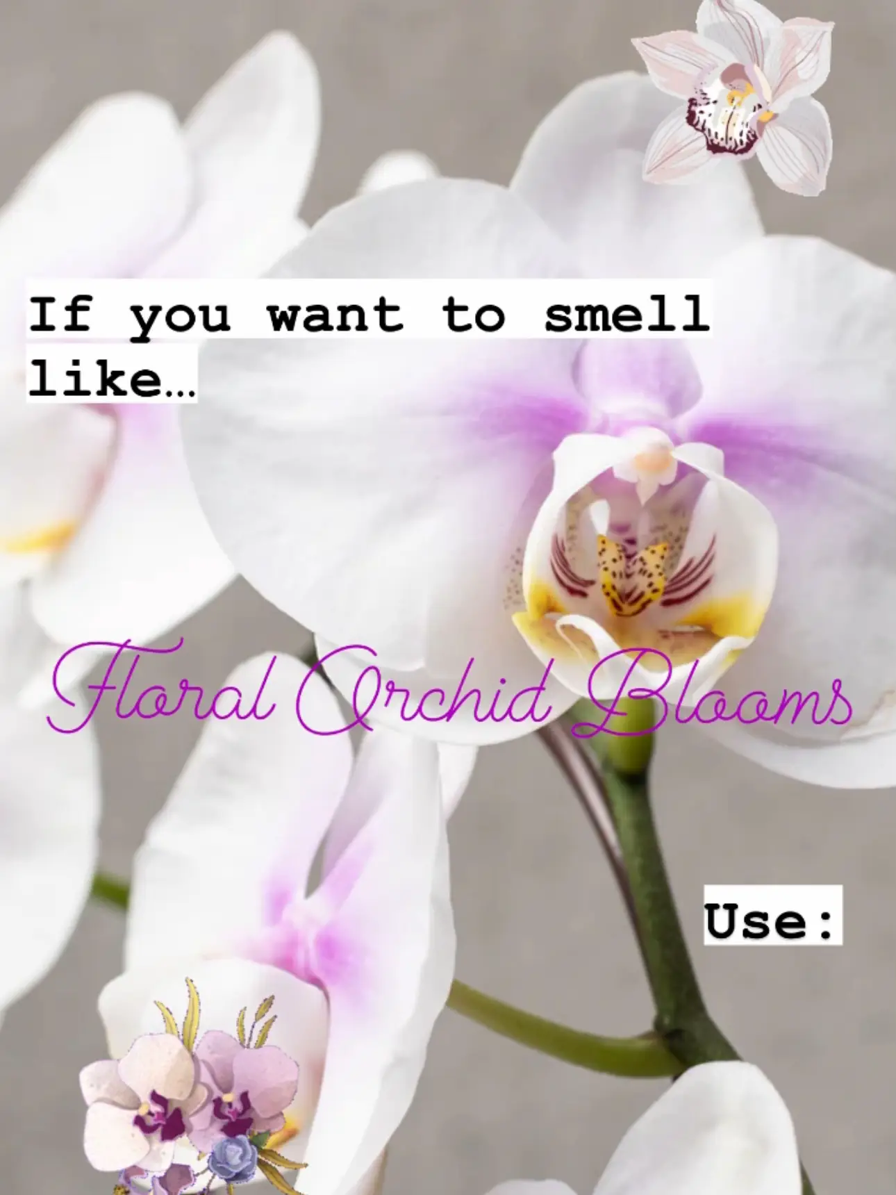 Floral Orchid Bloom Scent Routine💐 | Gallery posted by Jenna 🧖🏼‍♀️ | Lemon8