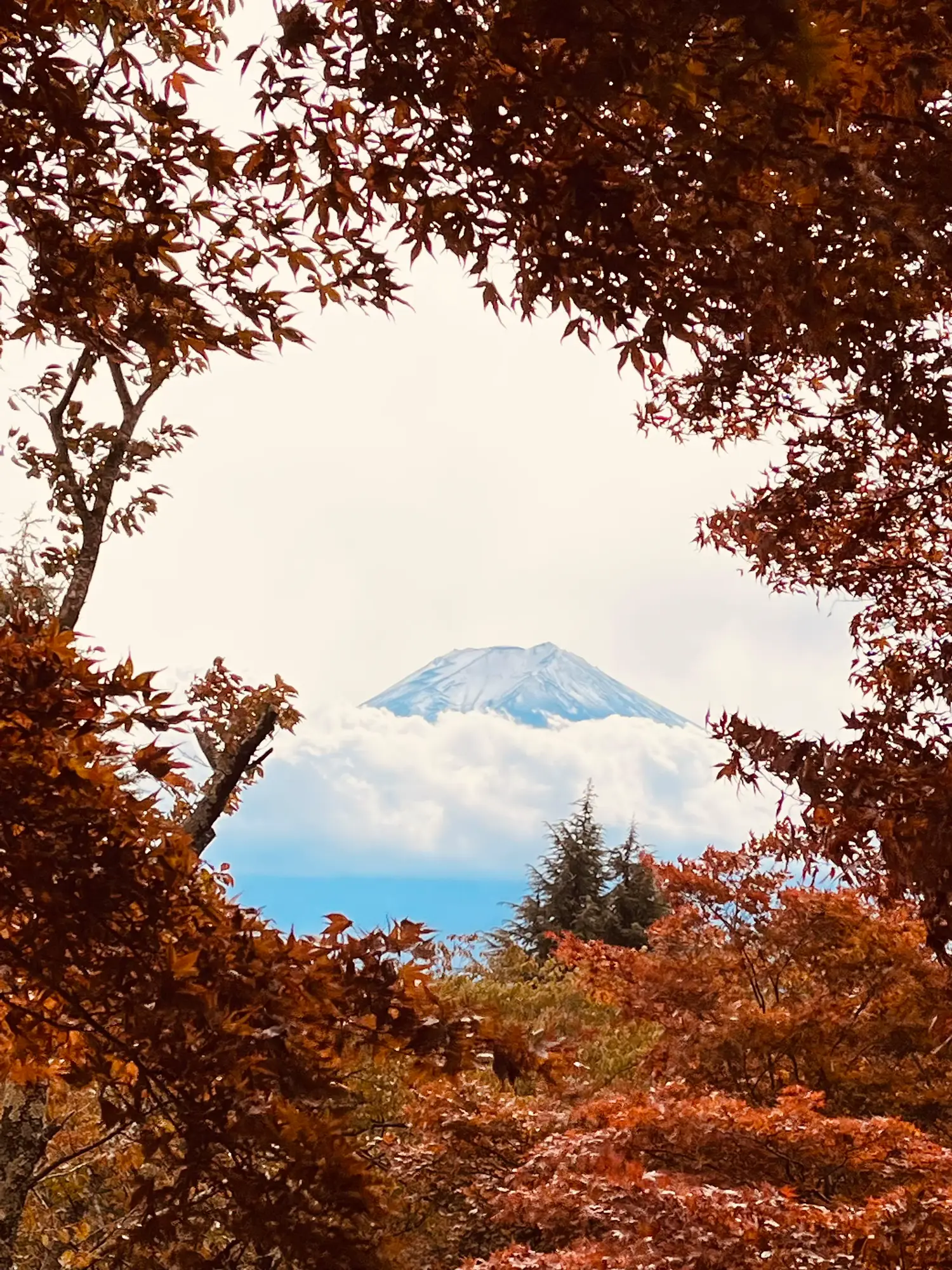 Fuji now | Gallery posted by samssai | Lemon8