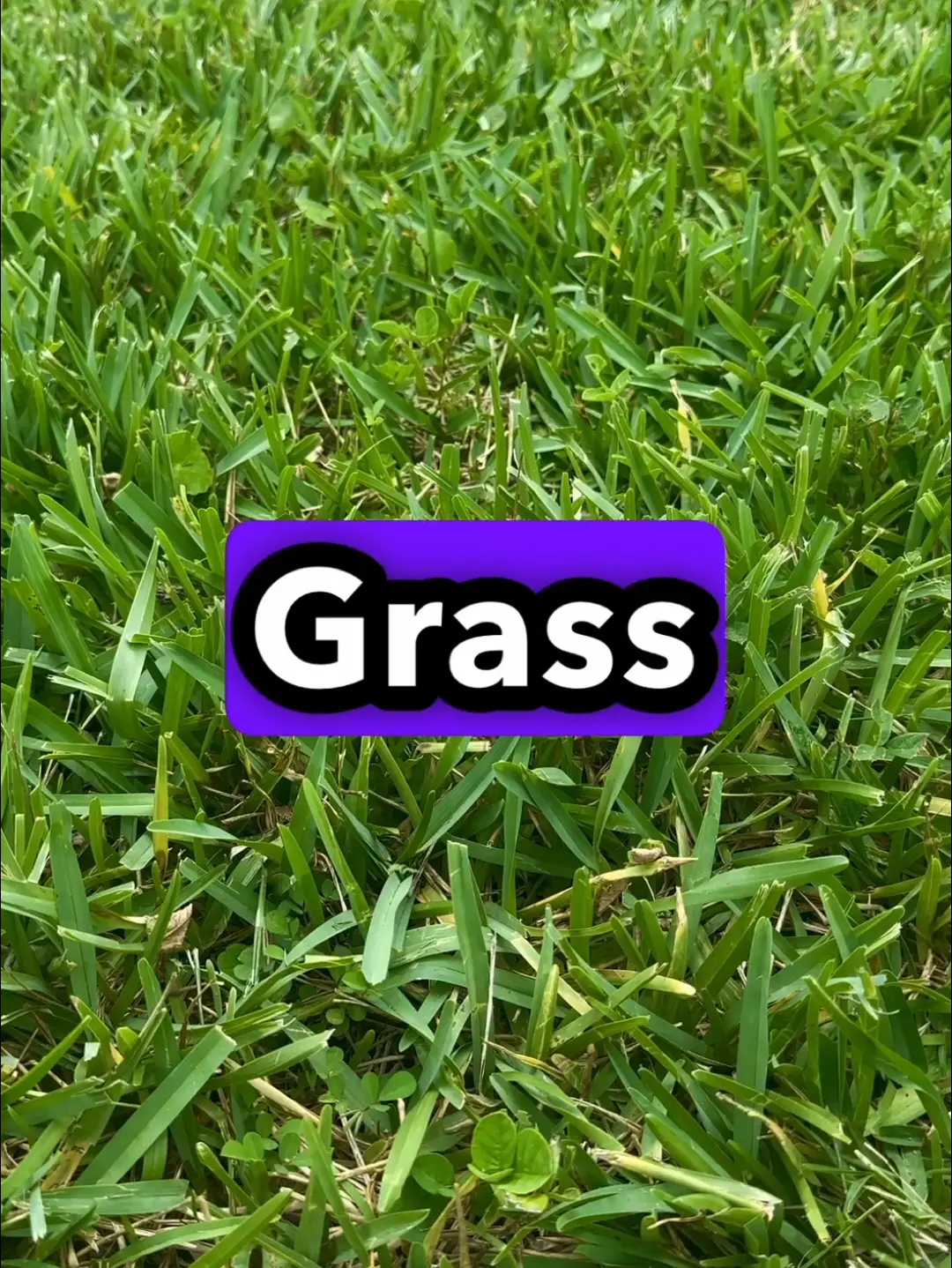 🌿 | Video published by Mr Flow | Lemon8