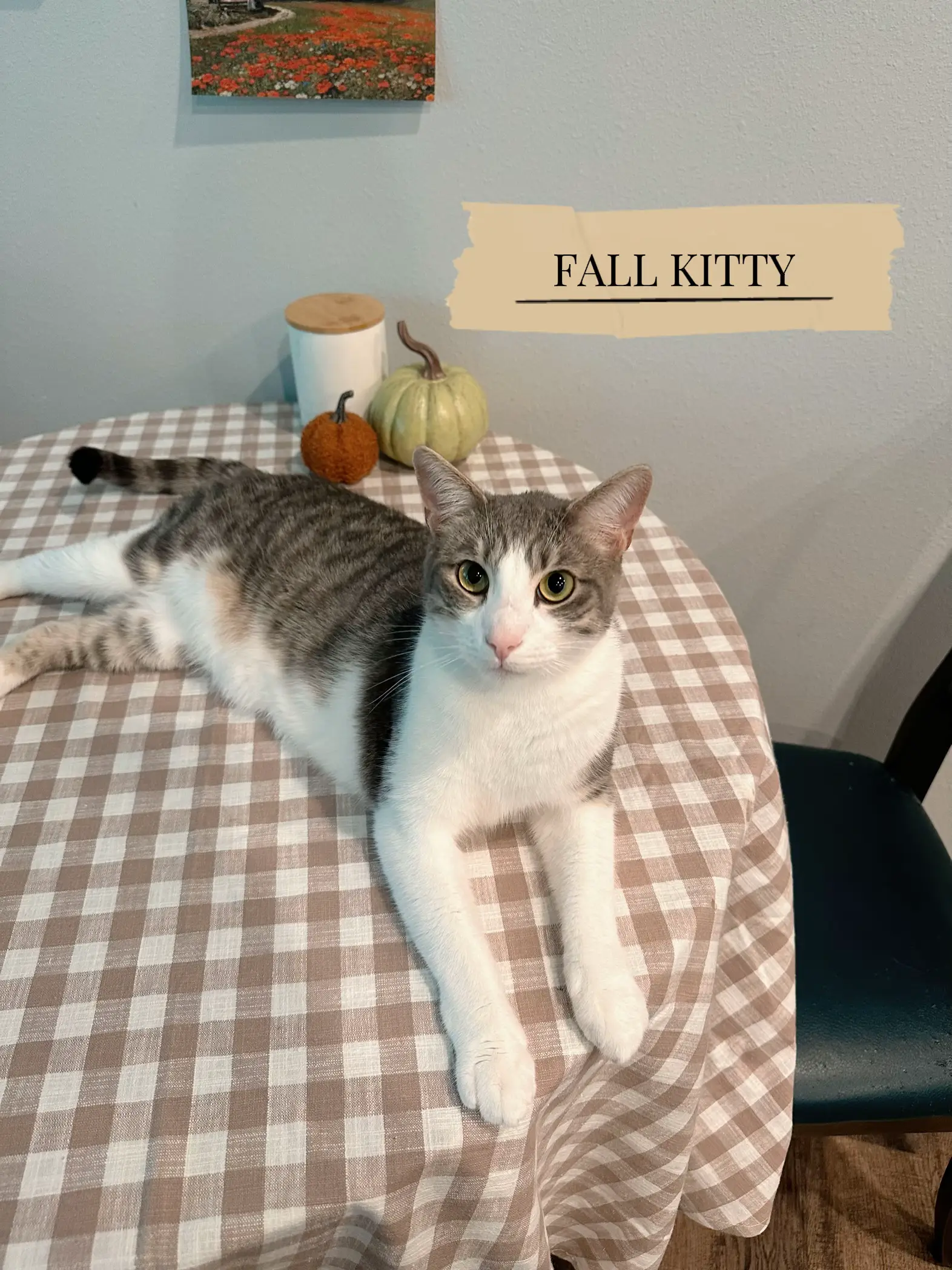 FALL KITTY | แกลเลอรีที่โพสต์โดย Claire Wilson | Lemon8