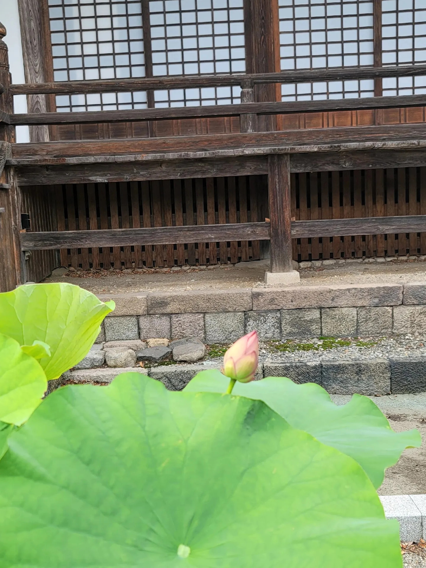 【群馬観光】真光寺 アジサイ寺 R5.6/24 | ももが投稿したフォトブック | Lemon8