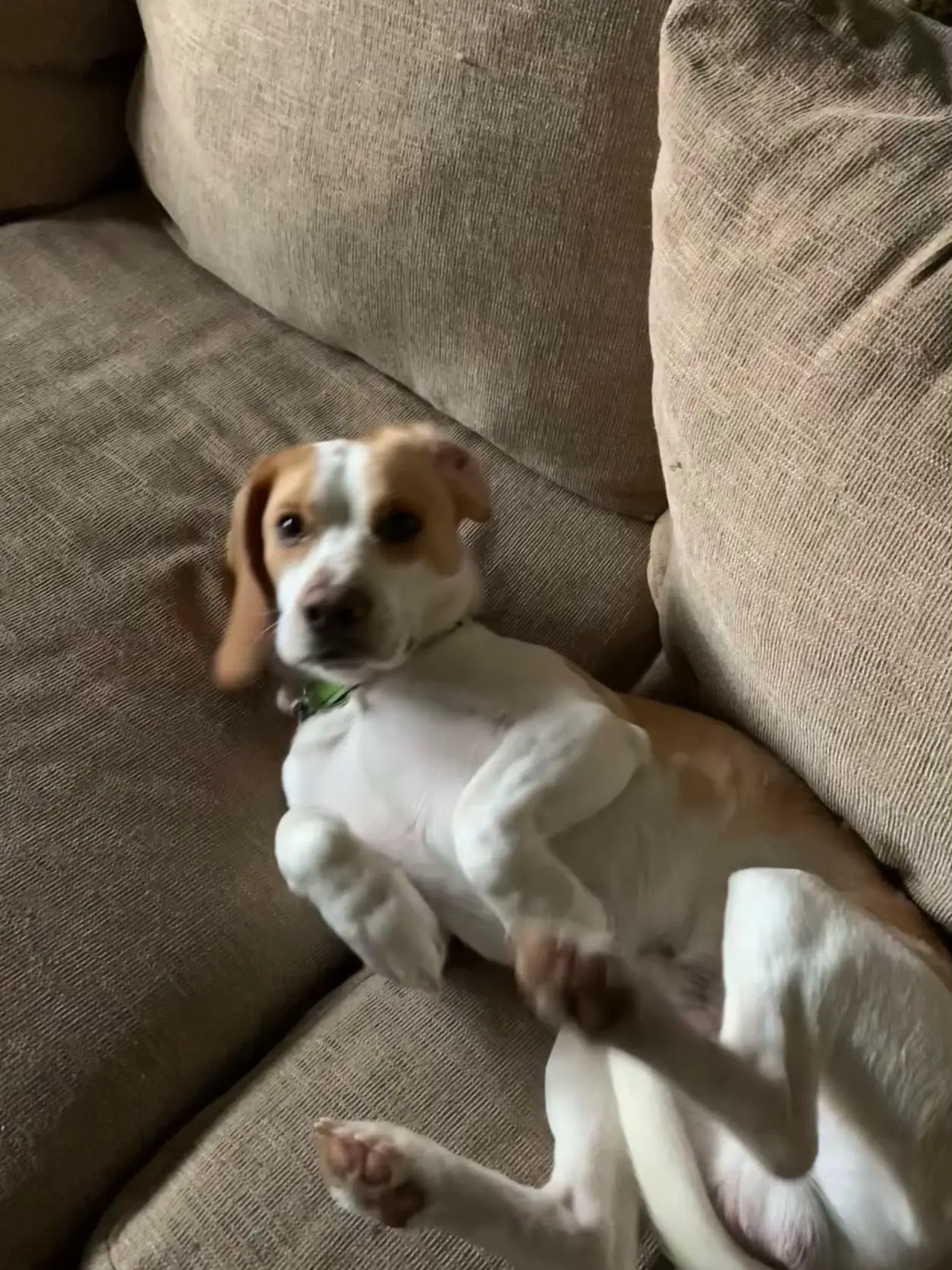 watch my pup grow up 🥹 | Gallery posted by Janelle Bowman | Lemon8