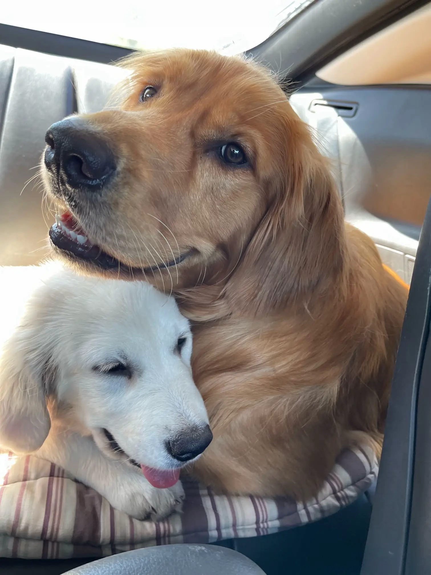 🐶 photos that altered my brain chemistry 🐶 | Gallery posted by Amalah ...