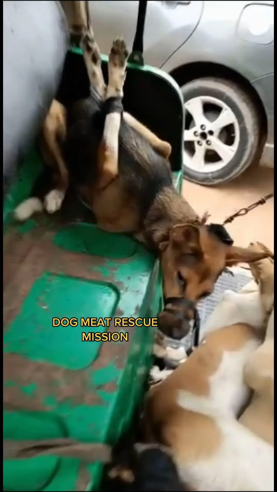 DOG RESCUED FROM DOG MEAT TRADE AFRICA DOG SAVIOR | Video published by DOG SAVIOR | Lemon8