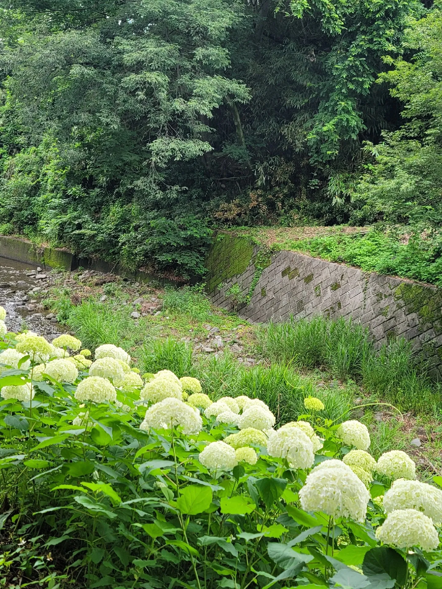 【群馬観光】小野池あじさい公園‪ R5.6/24 | ももが投稿したフォトブック | Lemon8