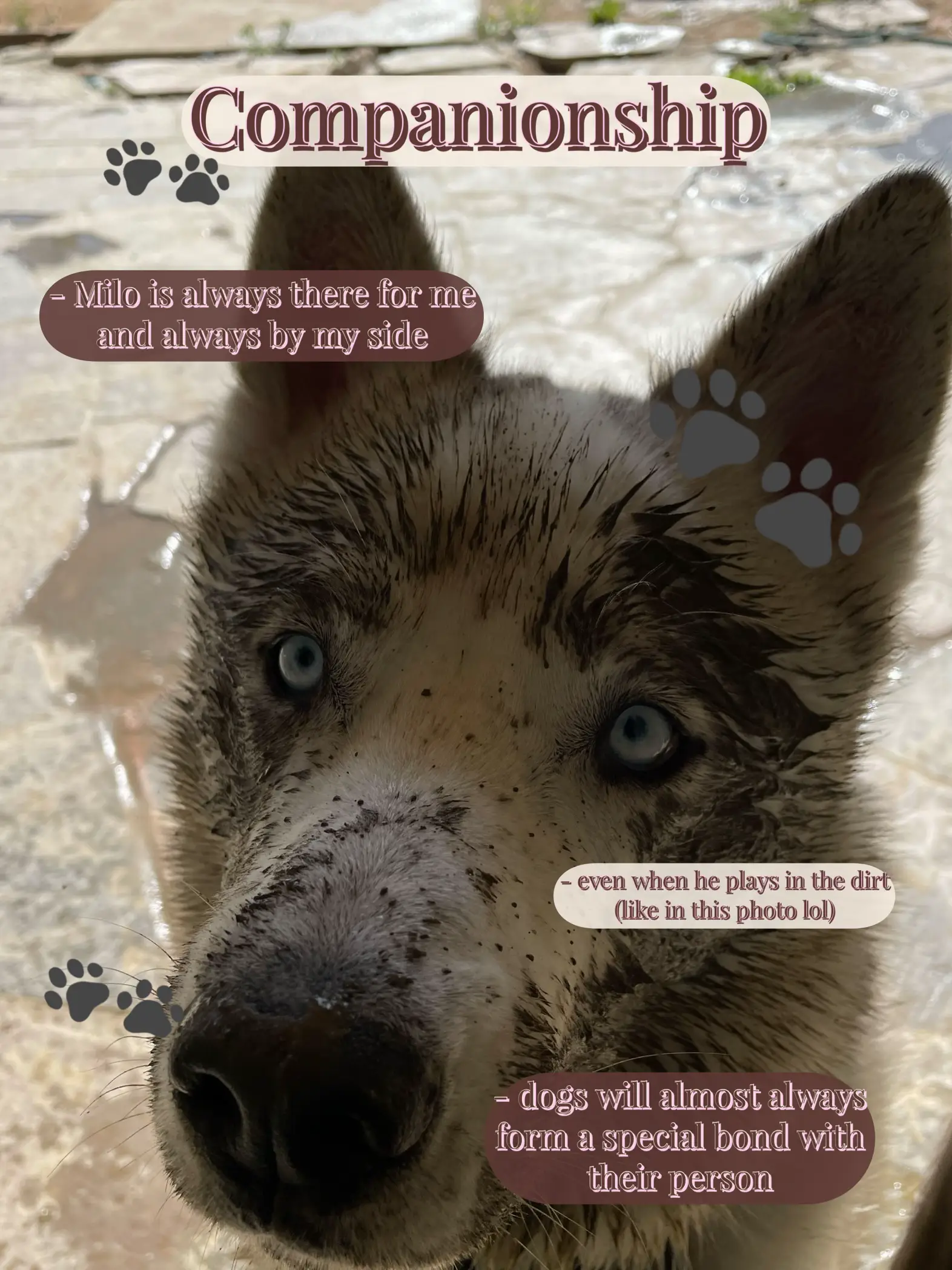 Benefits of Owning a Dog 🐶⭐️🐾 | Gallery posted by Nicolette | Lemon8