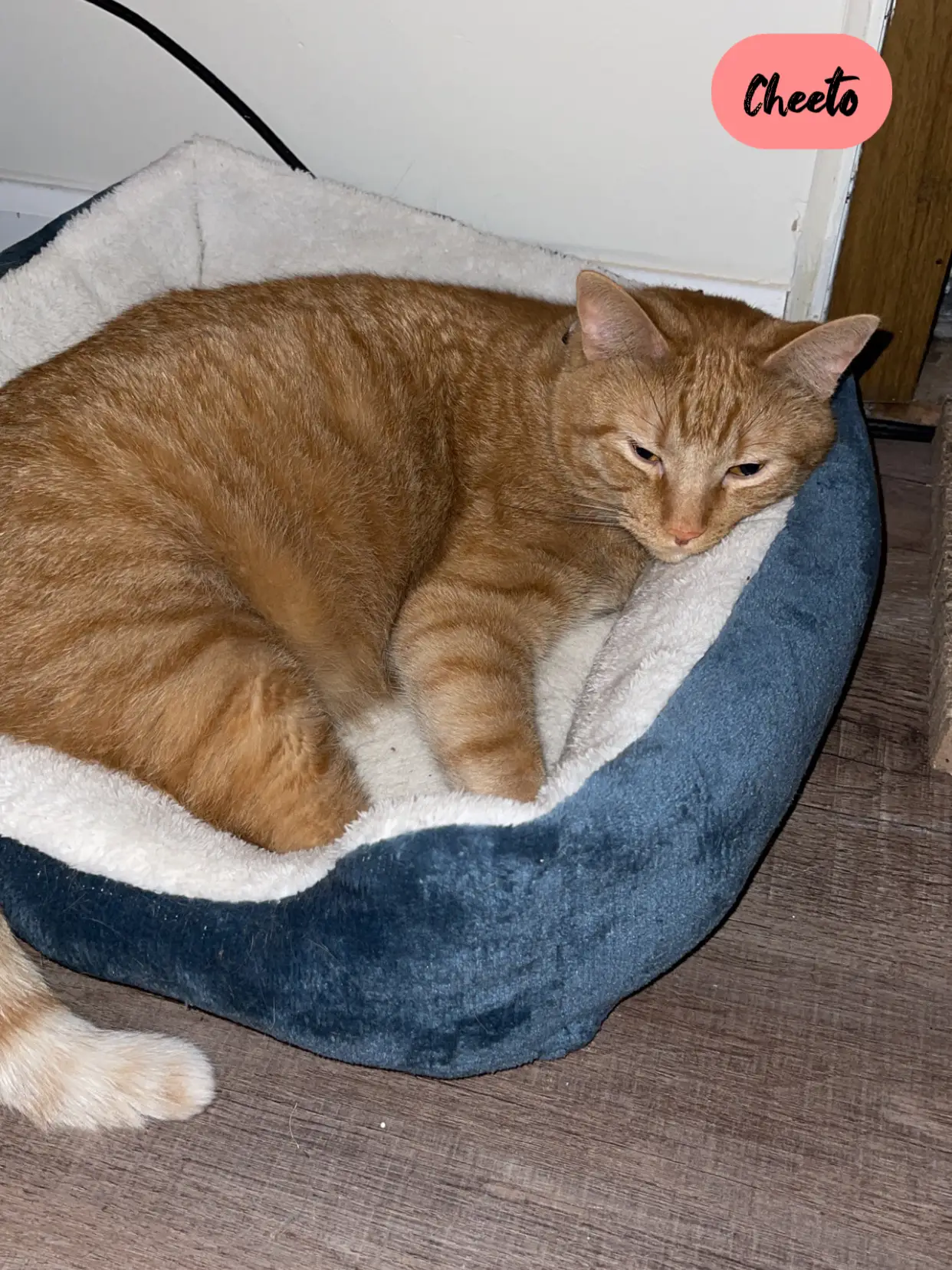 Comfy boi | Gallery posted by TheOrangeBois | Lemon8