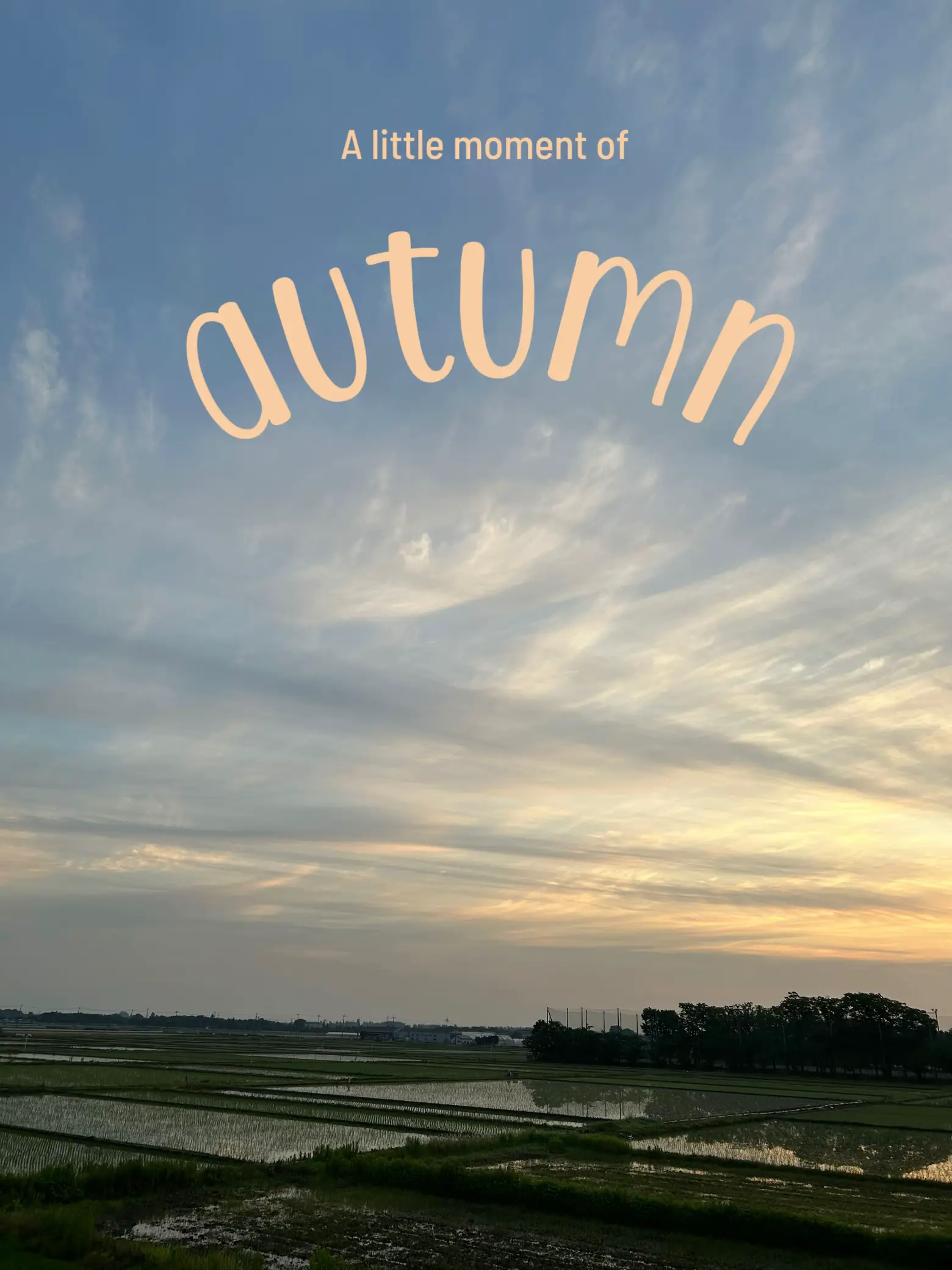 ฤดูใบไม้ร่วง | แกลเลอรีที่โพสต์โดย Arinomama | Lemon8