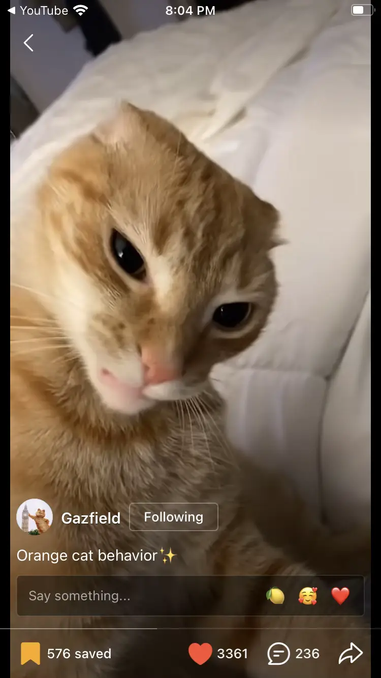 Orange cat behavior | Video published by Gazfield | Lemon8