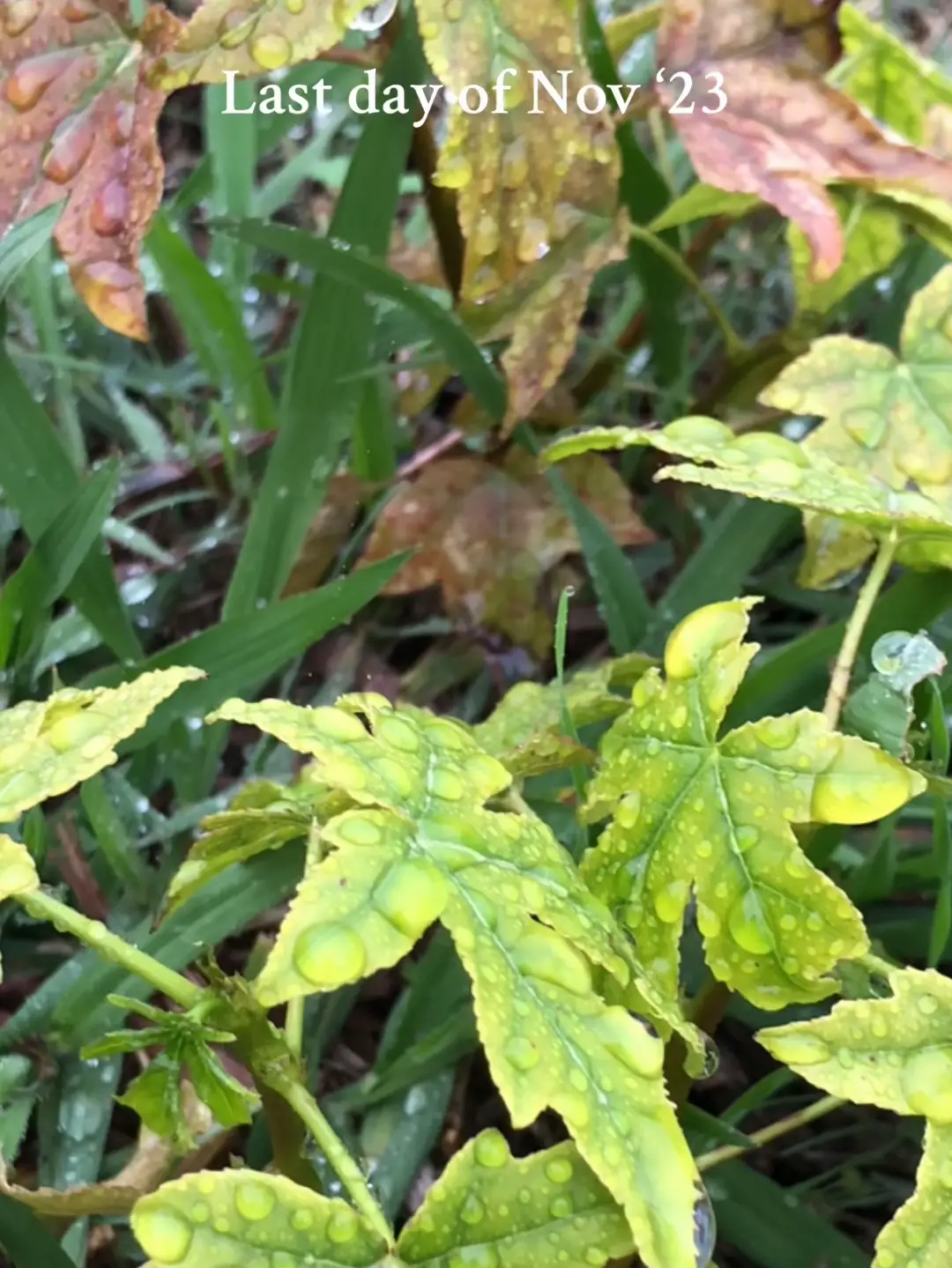 Bye November | Video published by OneMoreCT | Lemon8