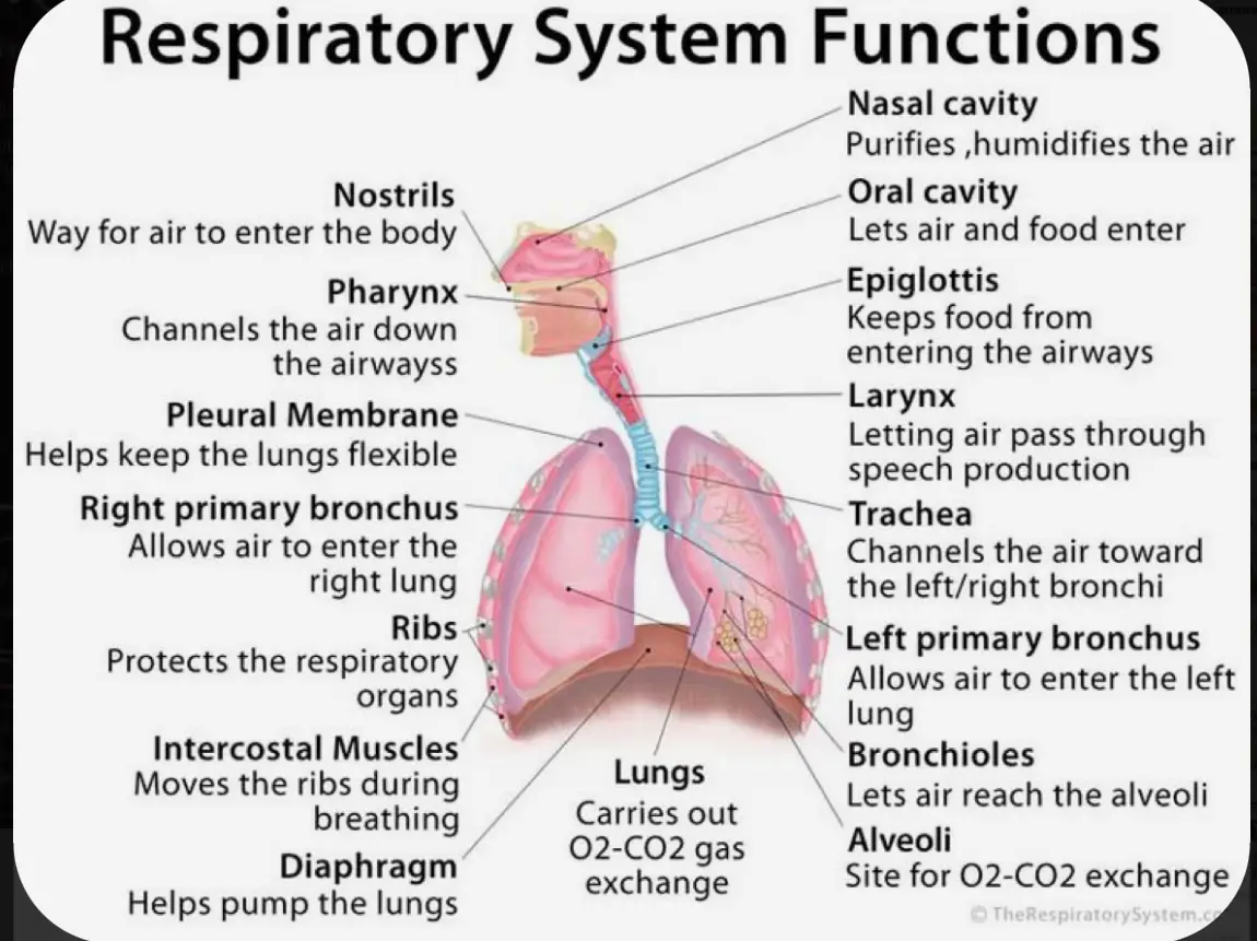 Respiratory System Model - Lemon8 Search