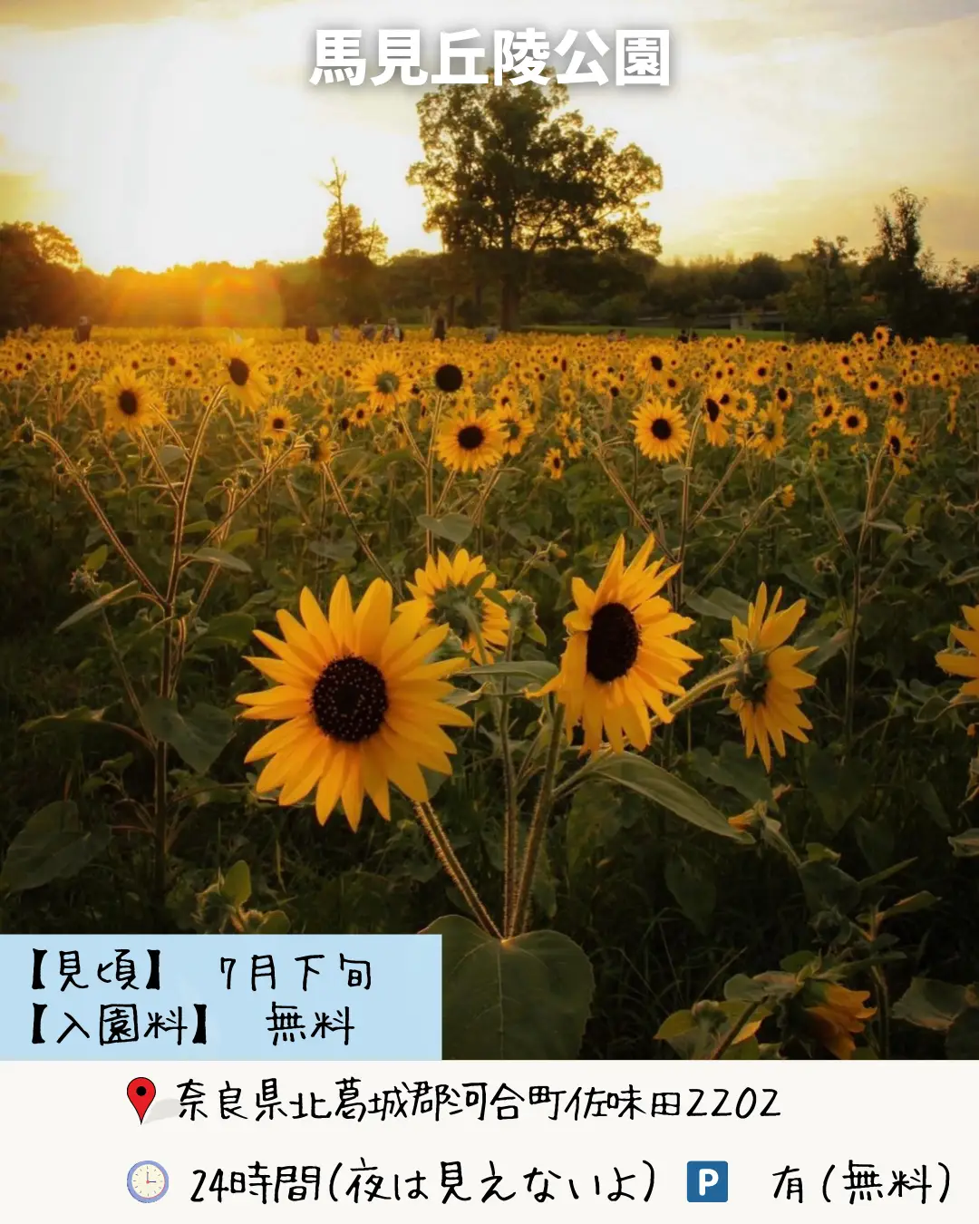 5 Selected Sunflower Fields in Nara🌻 | Gallery posted by 旅なら｜ 奈良発の旅行×デート | Lemon8