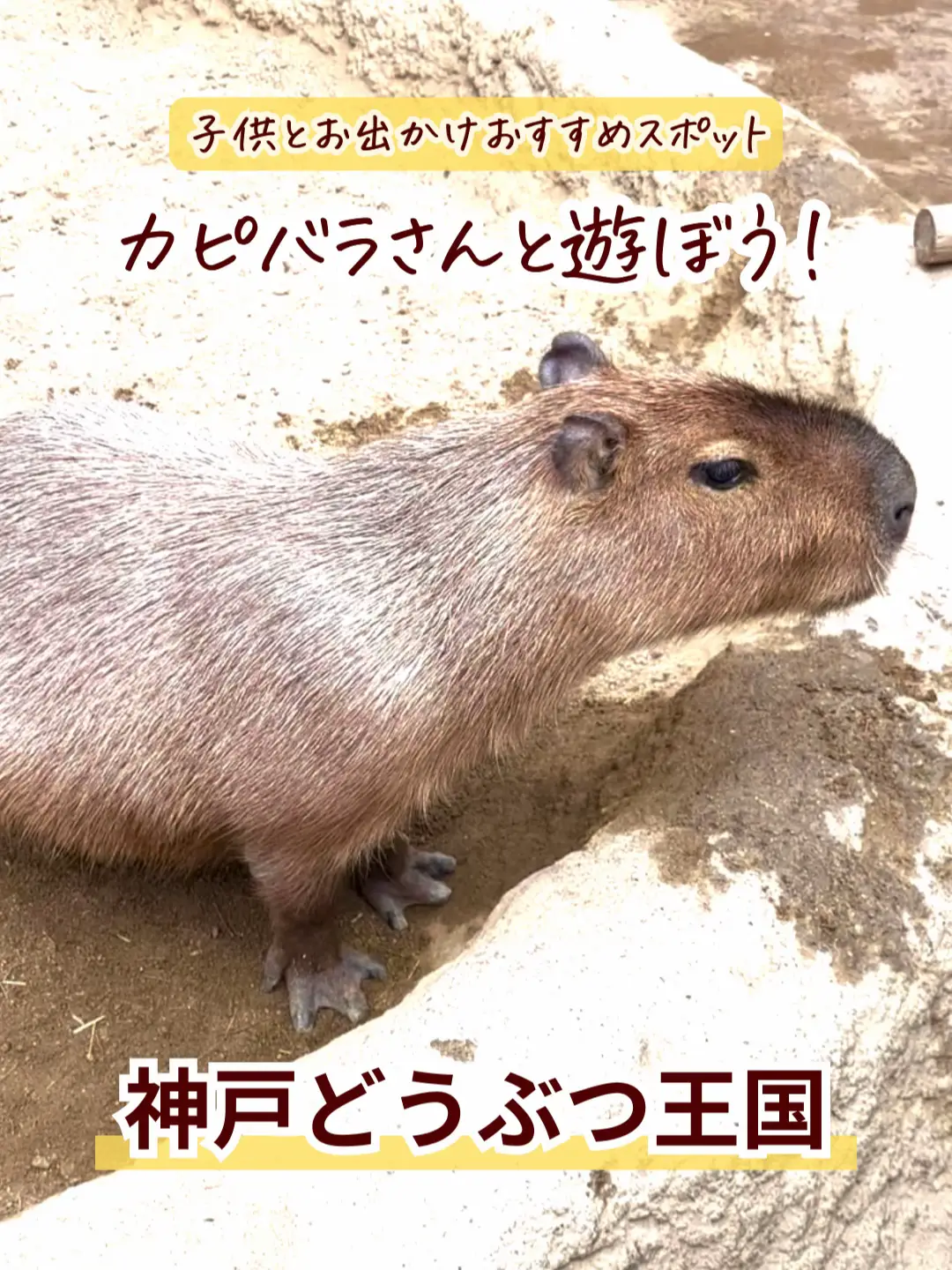 GWオススメ💗カピバラさんと癒しタイム🥰💕【神戸】 | すず⌇お出かけスポット＆カレーの投稿動画 | Lemon8