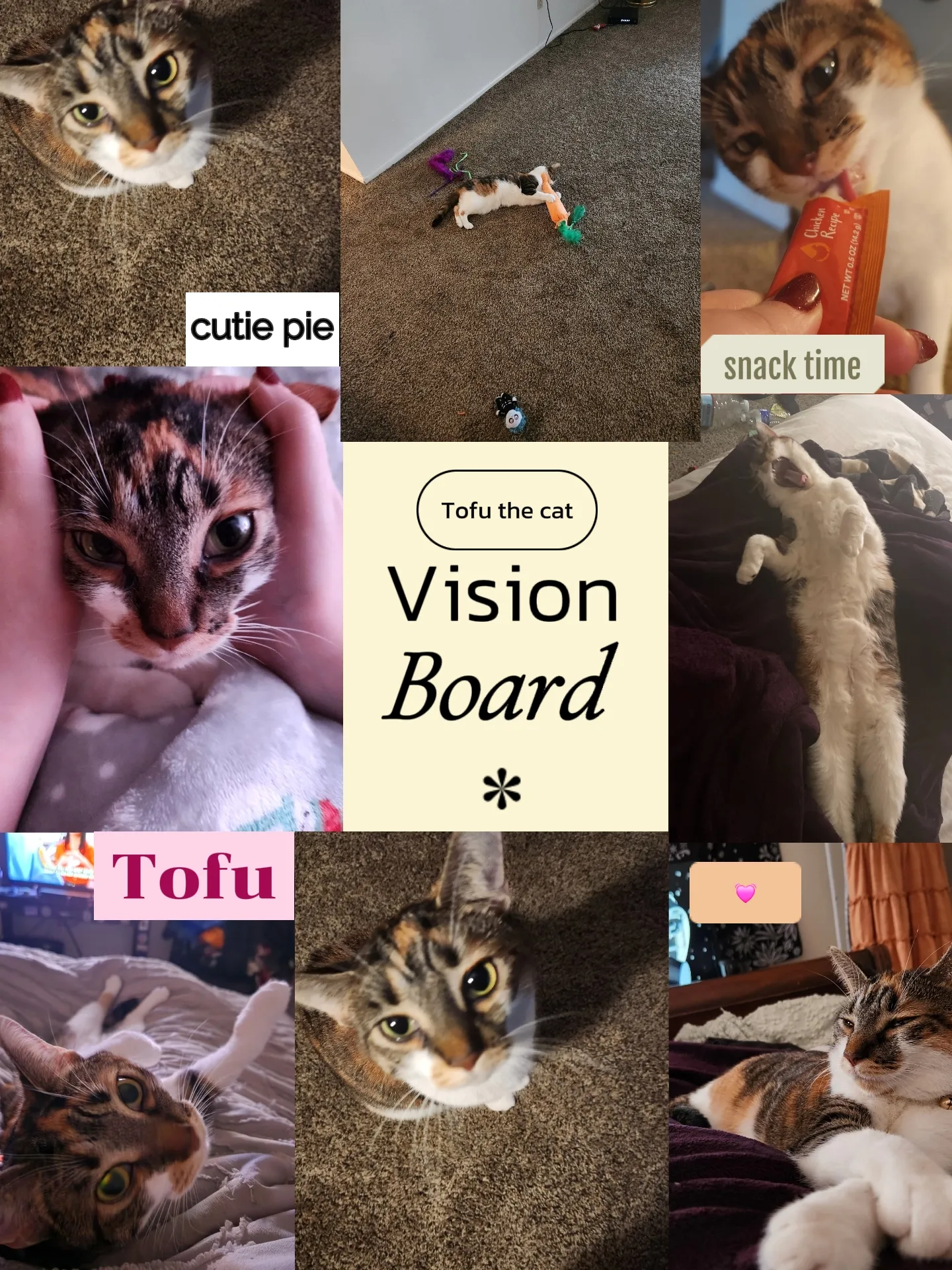 Tofu the cat | Gallery posted by emilylouise | Lemon8