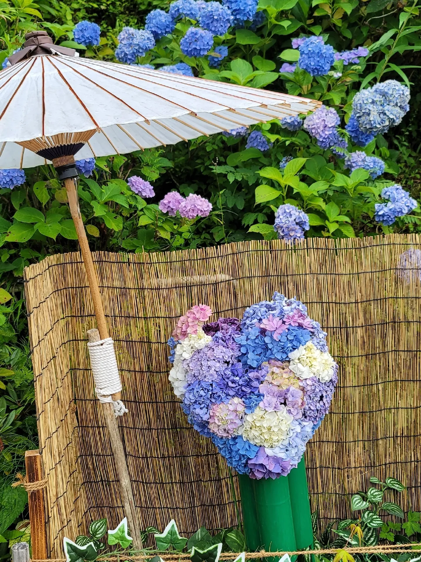 【福島観光】高林寺あじさい寺 R5.7/9 | ももが投稿したフォトブック | Lemon8