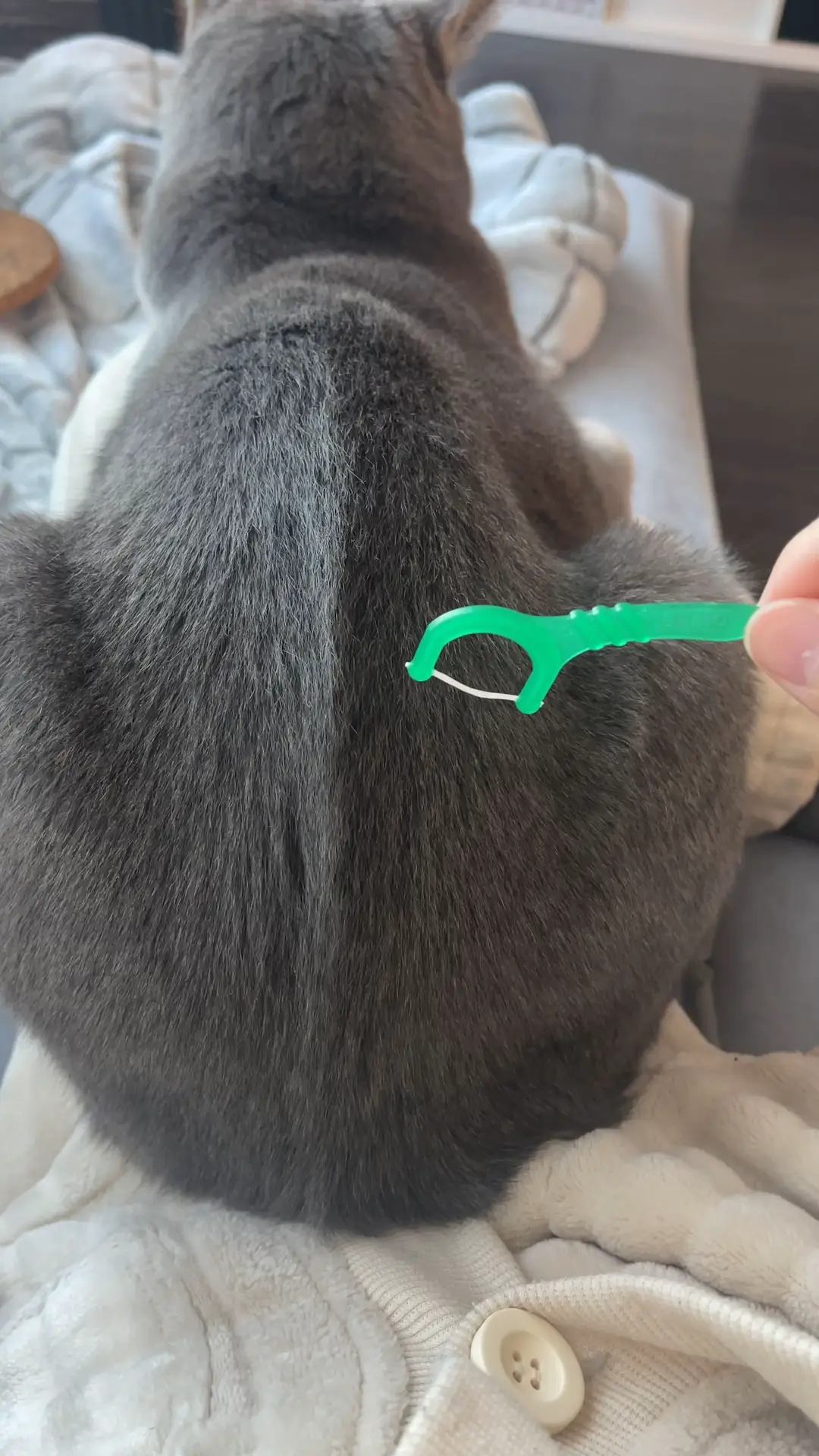 See the wave | Video published by Ryan And Tofu | Lemon8