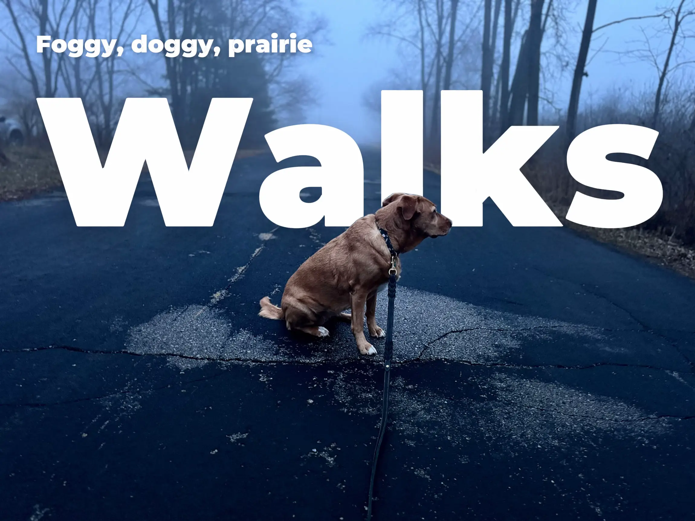 Foggy, doggy, prairie walks | Gallery posted by Ren Galla | Lemon8