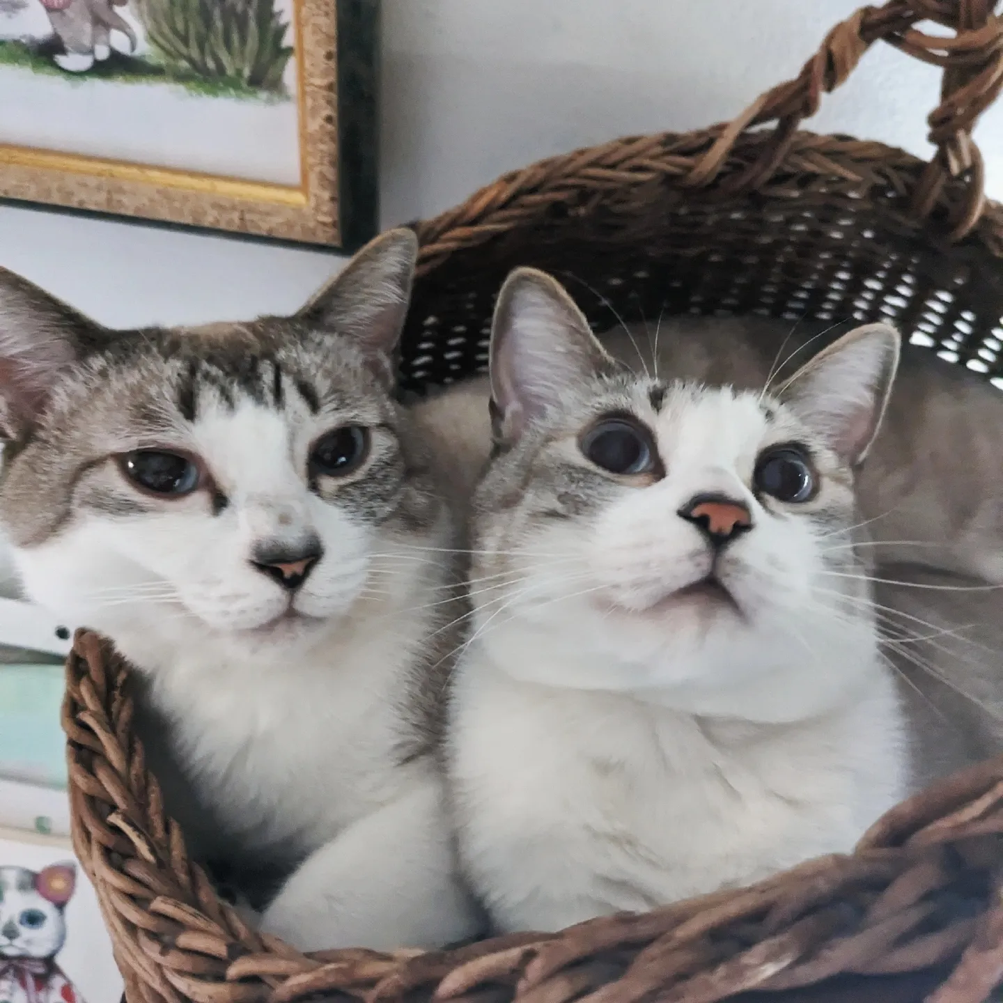 大福感 | pi-gu-mamが投稿したフォトブック | Lemon8