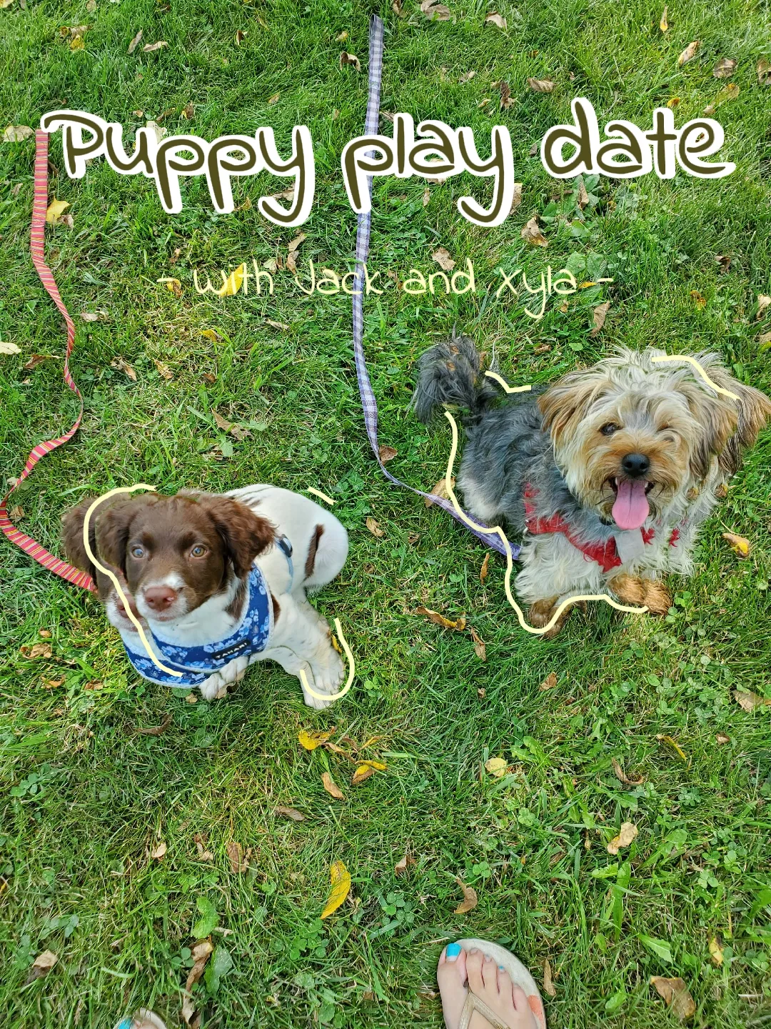 Doggy Playdate! | Gallery posted by Crazymama2 | Lemon8