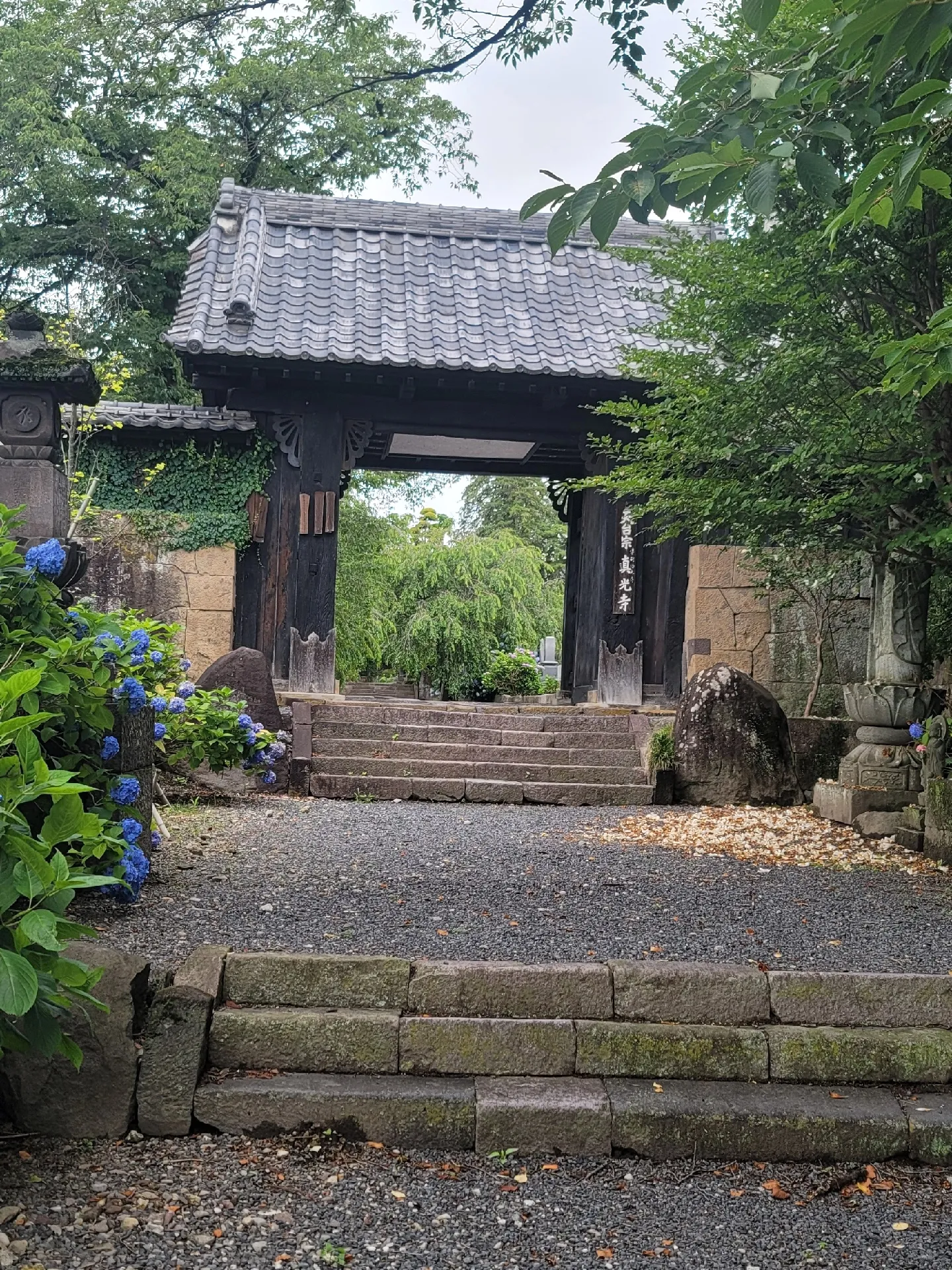 【群馬観光】真光寺 アジサイ寺 R5.6/24 | ももが投稿したフォトブック | Lemon8