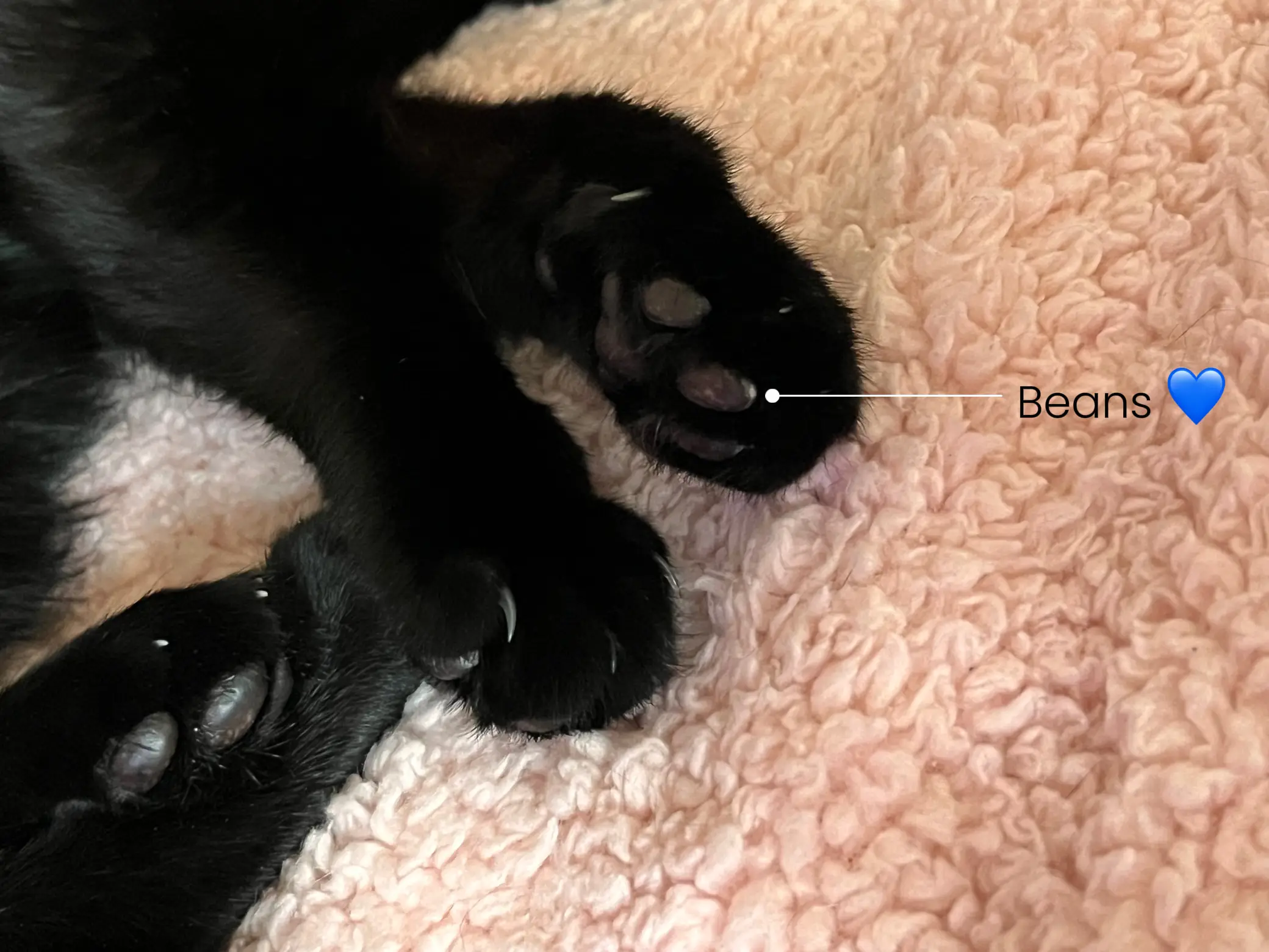 My tiny little panther 🐈‍⬛ and all his details | Gallery posted by Gee | Lemon8