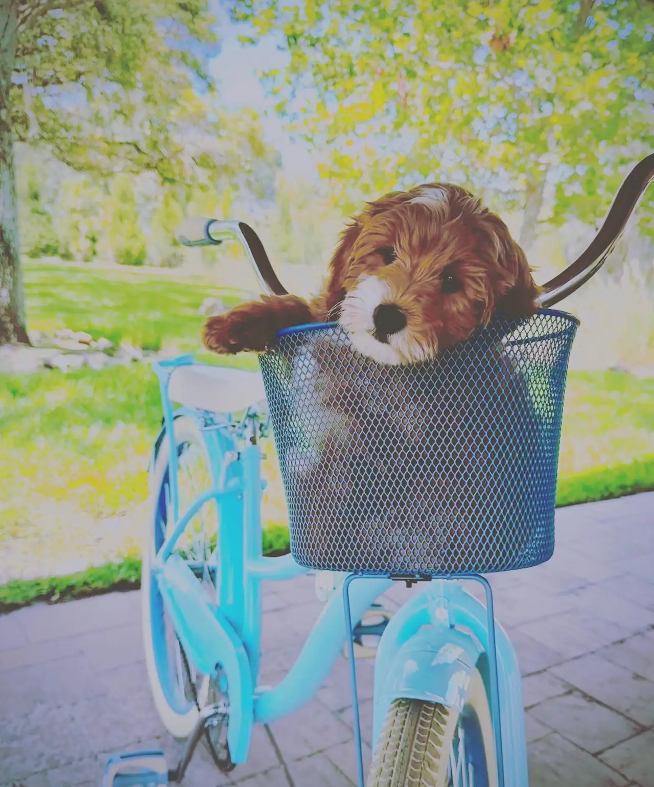 wassup dog | Gallery posted by genni latto | Lemon8