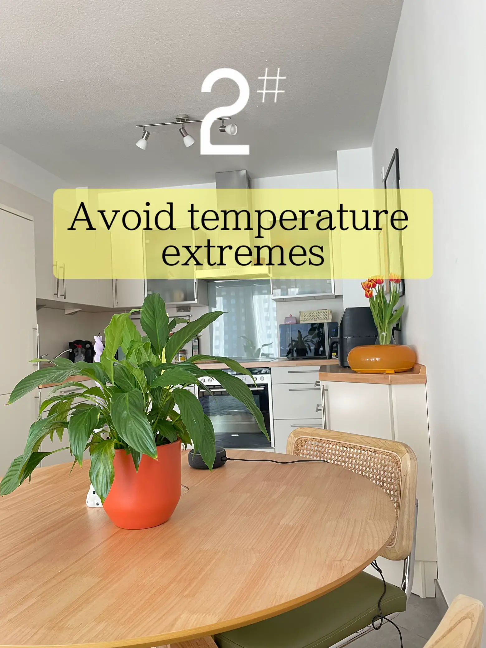 how to keep your plants healthy this winter 🪴 | แกลเลอรีที่โพสต์โดย Ochuko_ar | Lemon8