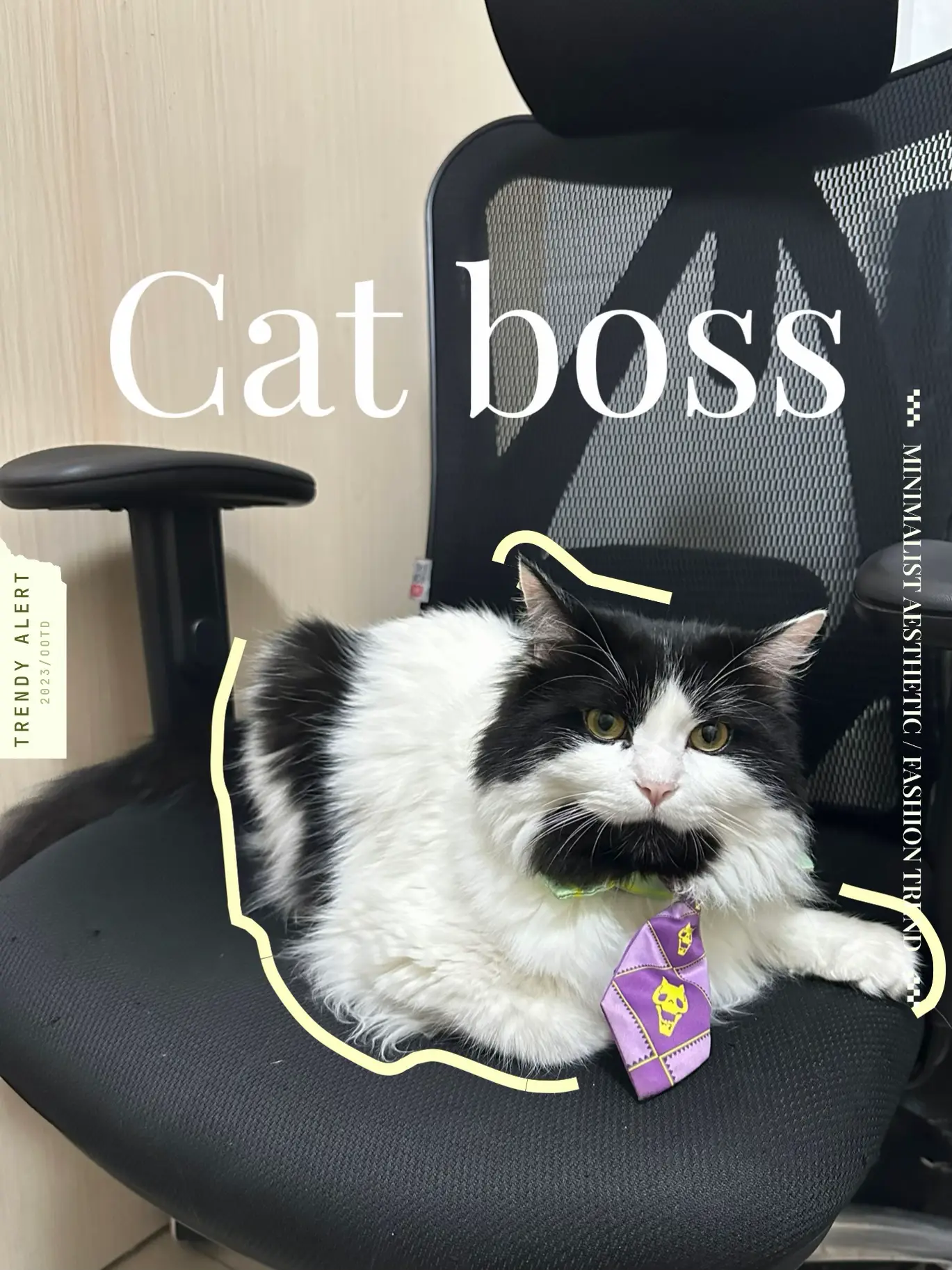 Cat boss | Gallery posted by Bobo | Lemon8