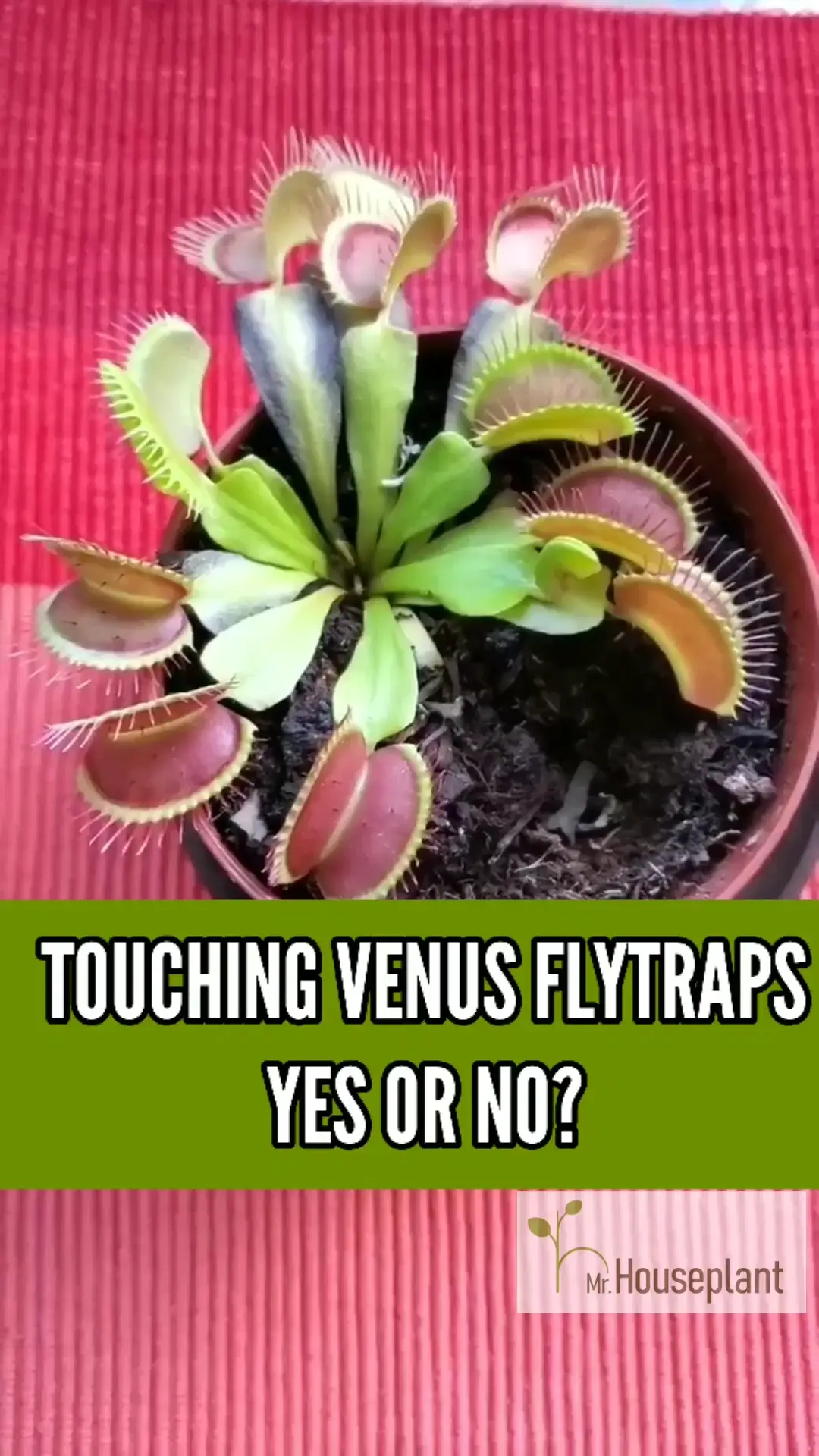 Finger in Venus Flytrap | Video published by Mr. Houseplant | Lemon8