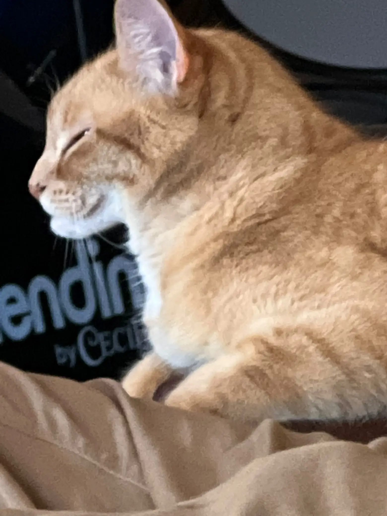 Candid Cat Pics - Lemon8 Search