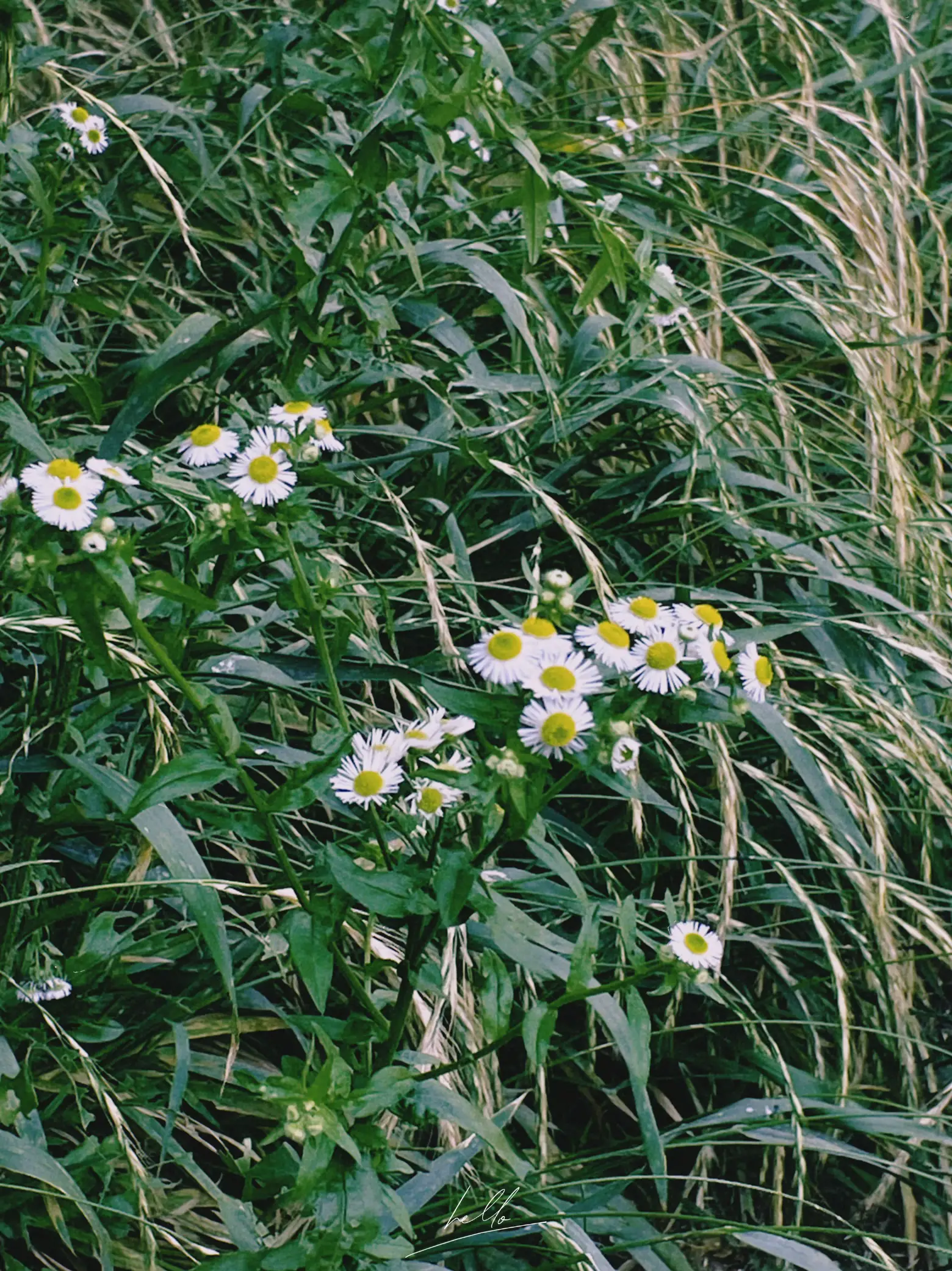 簡単に💐【iPhoneでエモい写真】lemon8🍋 | RYOが投稿したフォトブック | Lemon8