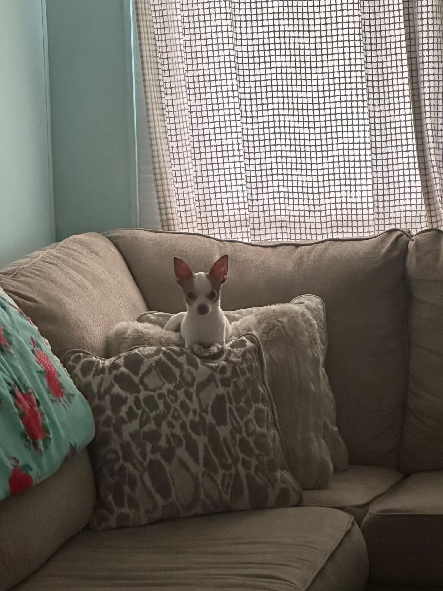 Chlo-Chlo | Gallery posted by Munbun | Lemon8